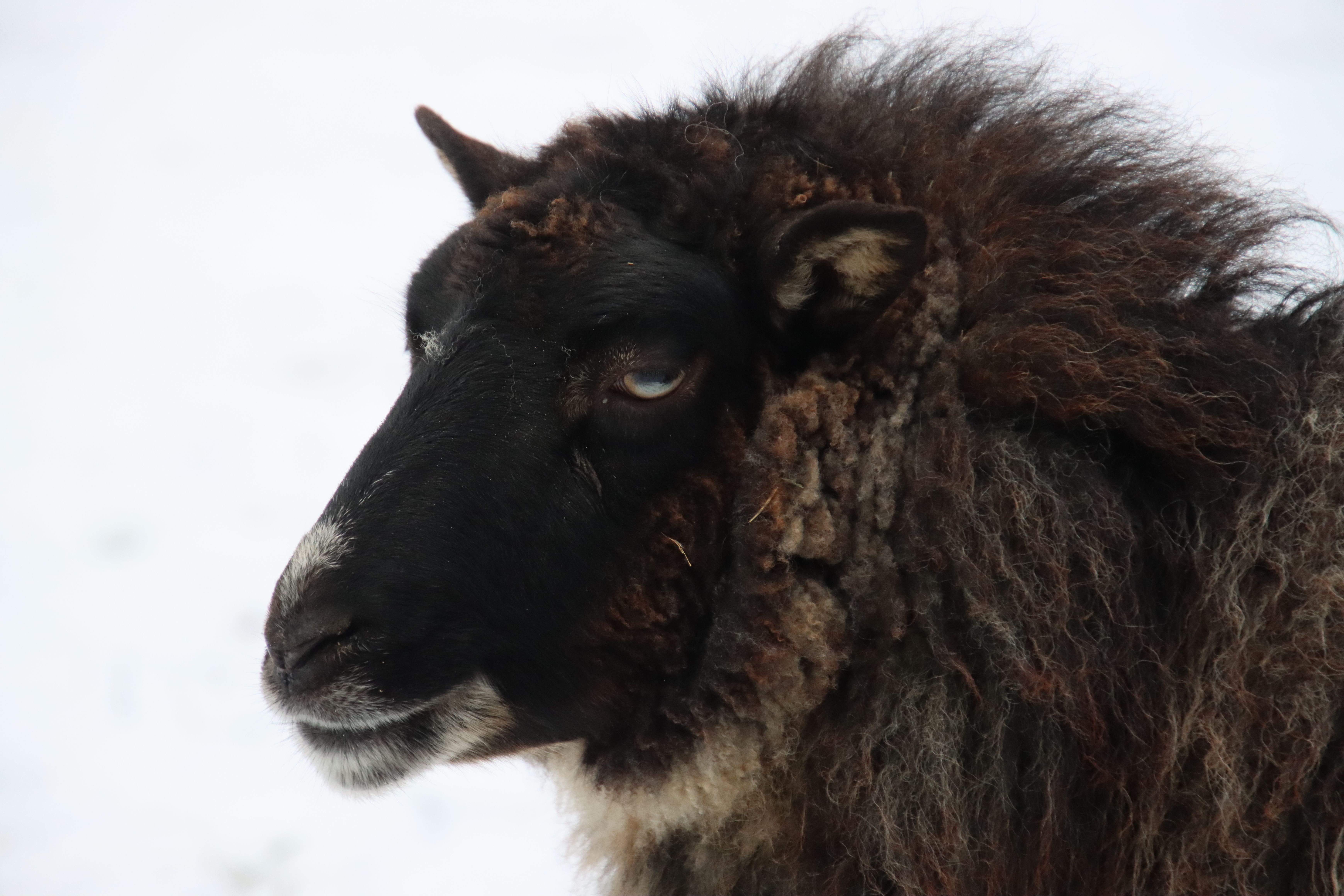 Close-up Portrait of a Woolly Sheep in Winter · Free Stock Photo