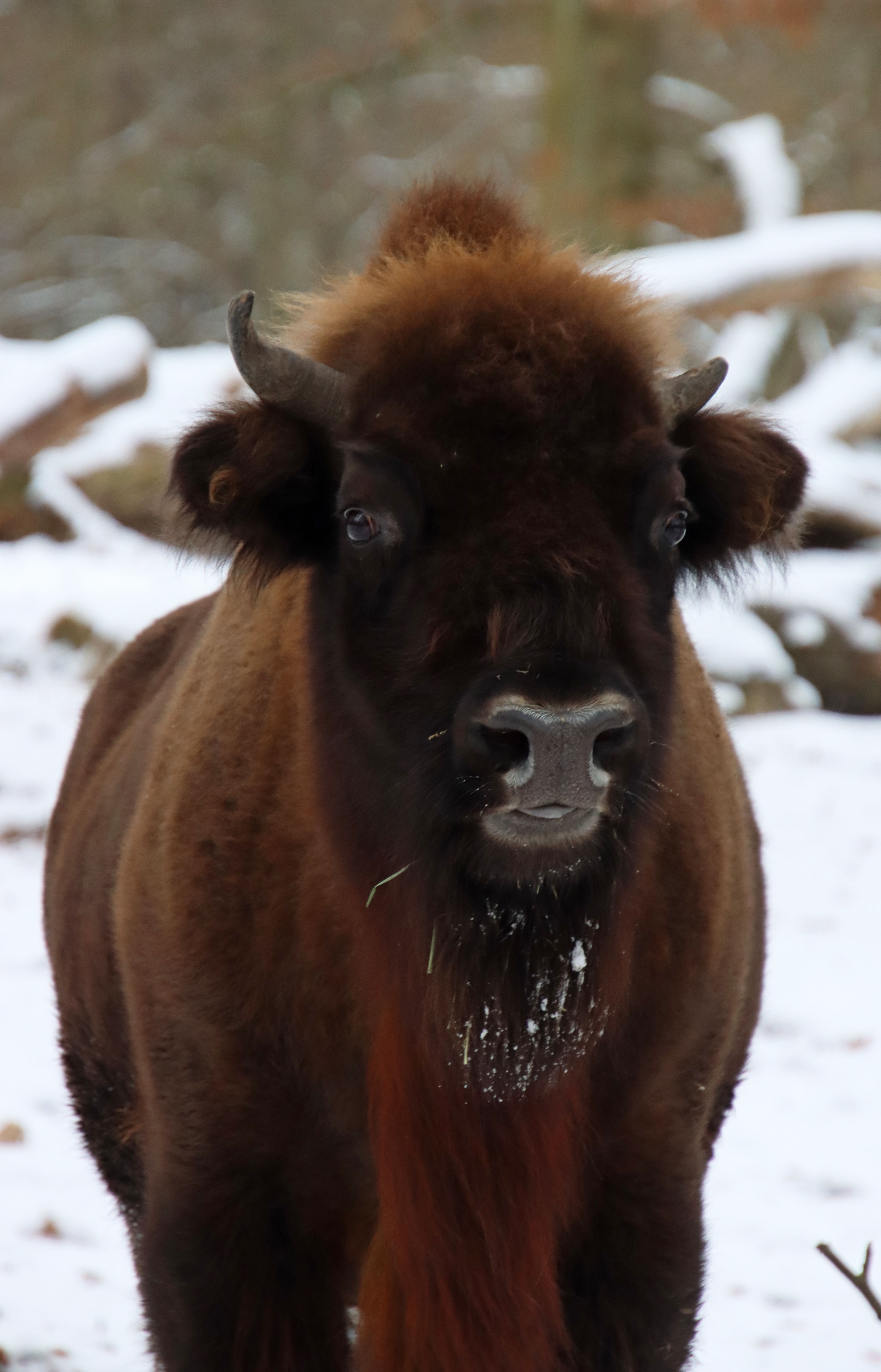 Majestic Bison in Snowy Winter Landscape · Free Stock Photo