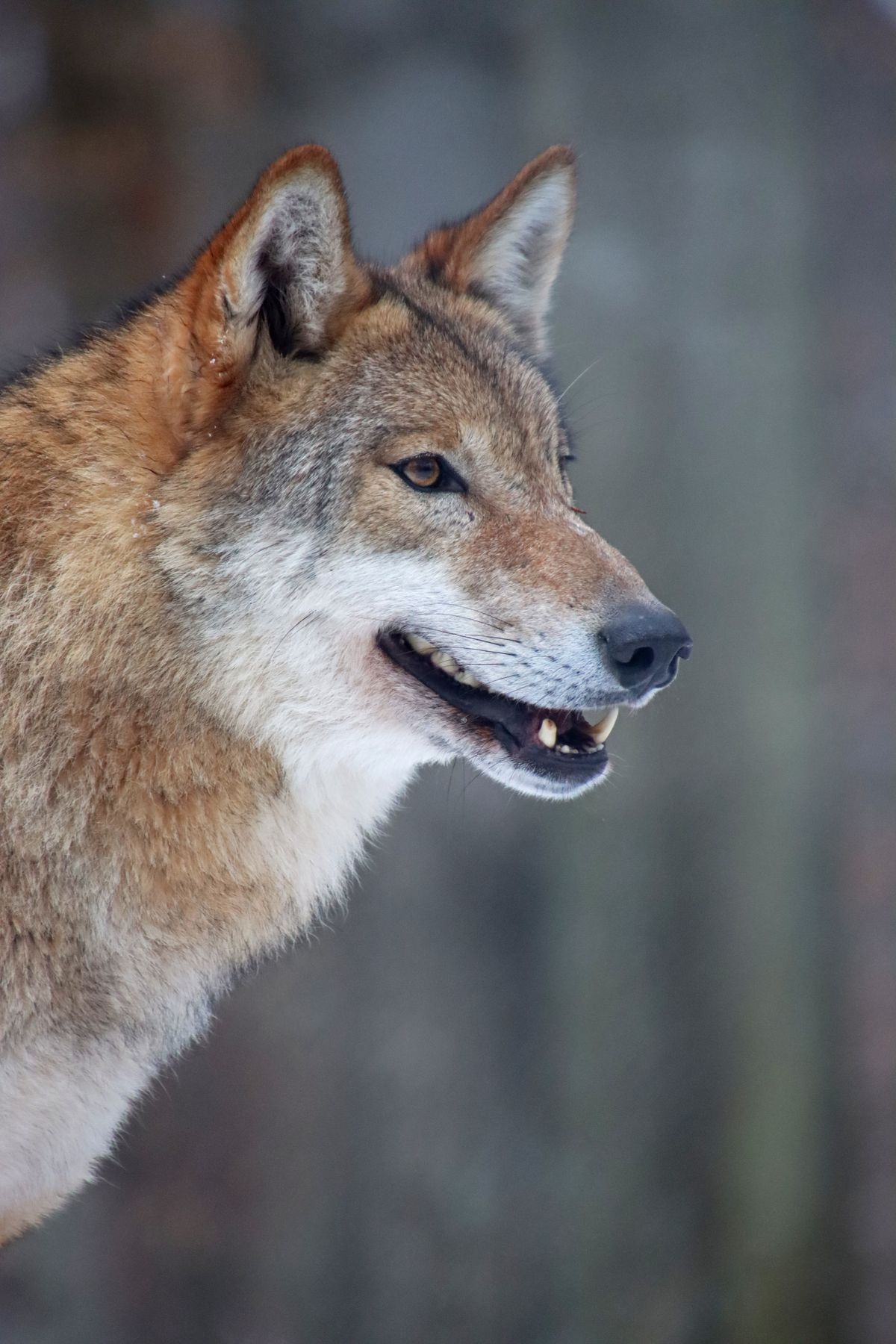 Wolf Head Photos, Download The BEST Free Wolf Head Stock Photos & HD Images