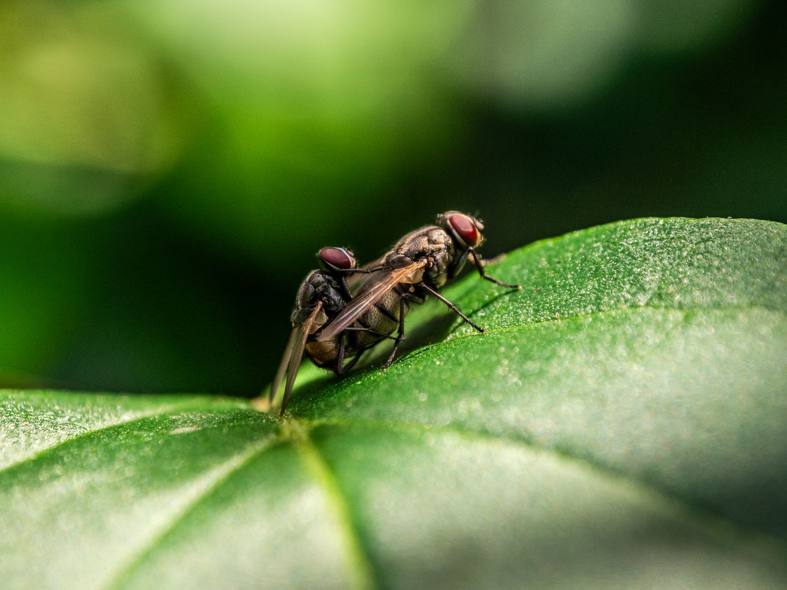 Flies Photos, Download The BEST Free Flies Stock Photos & HD Images