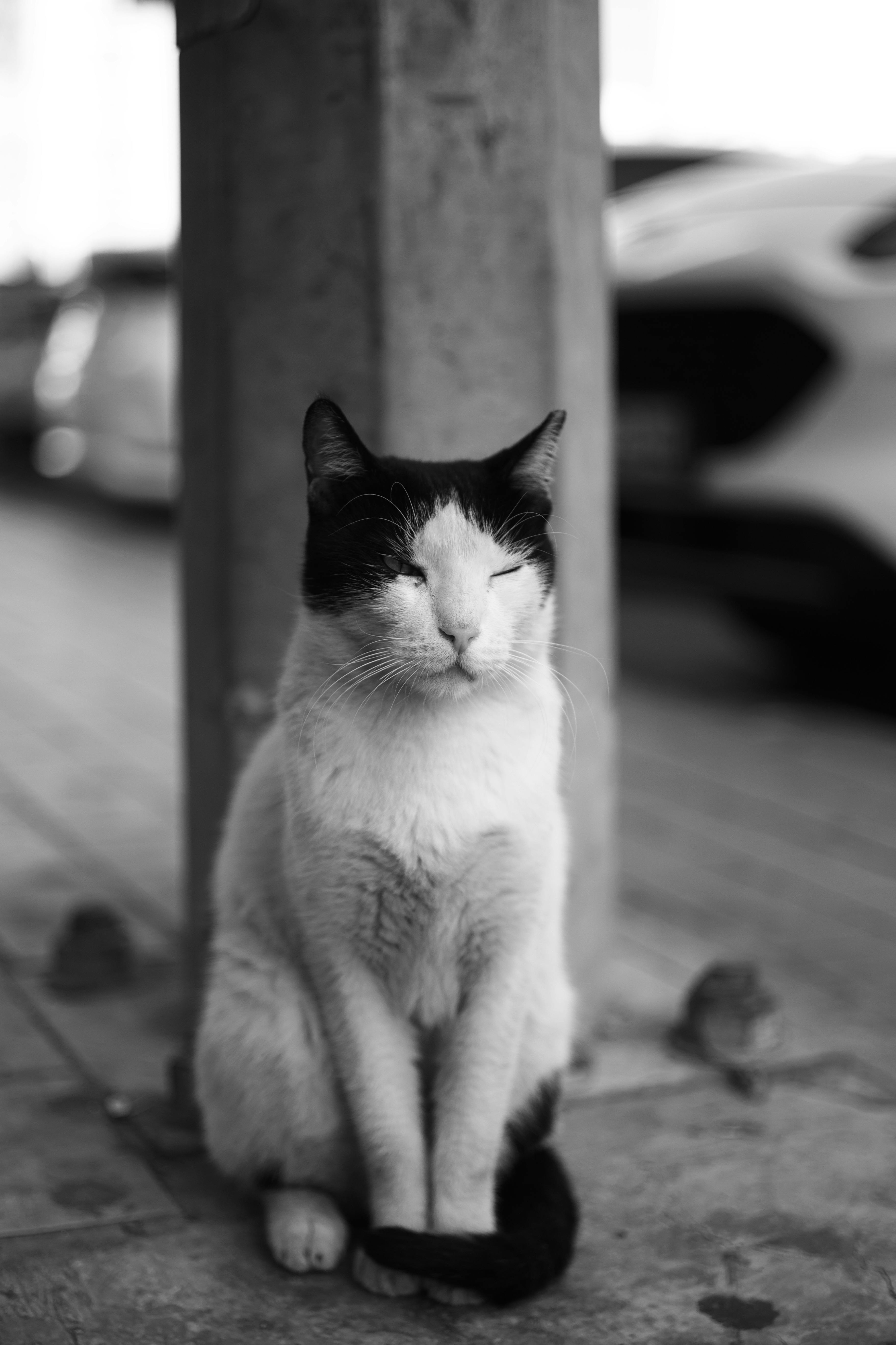 Black and White Street Cat in Abu Dhabi · Free Stock Photo