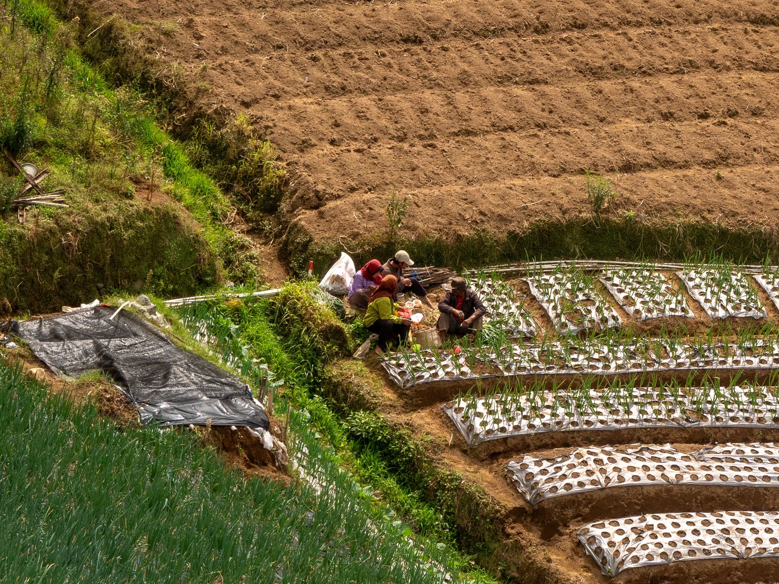 Farmers Tending Crops on Terraced Fields · Free Stock Photo