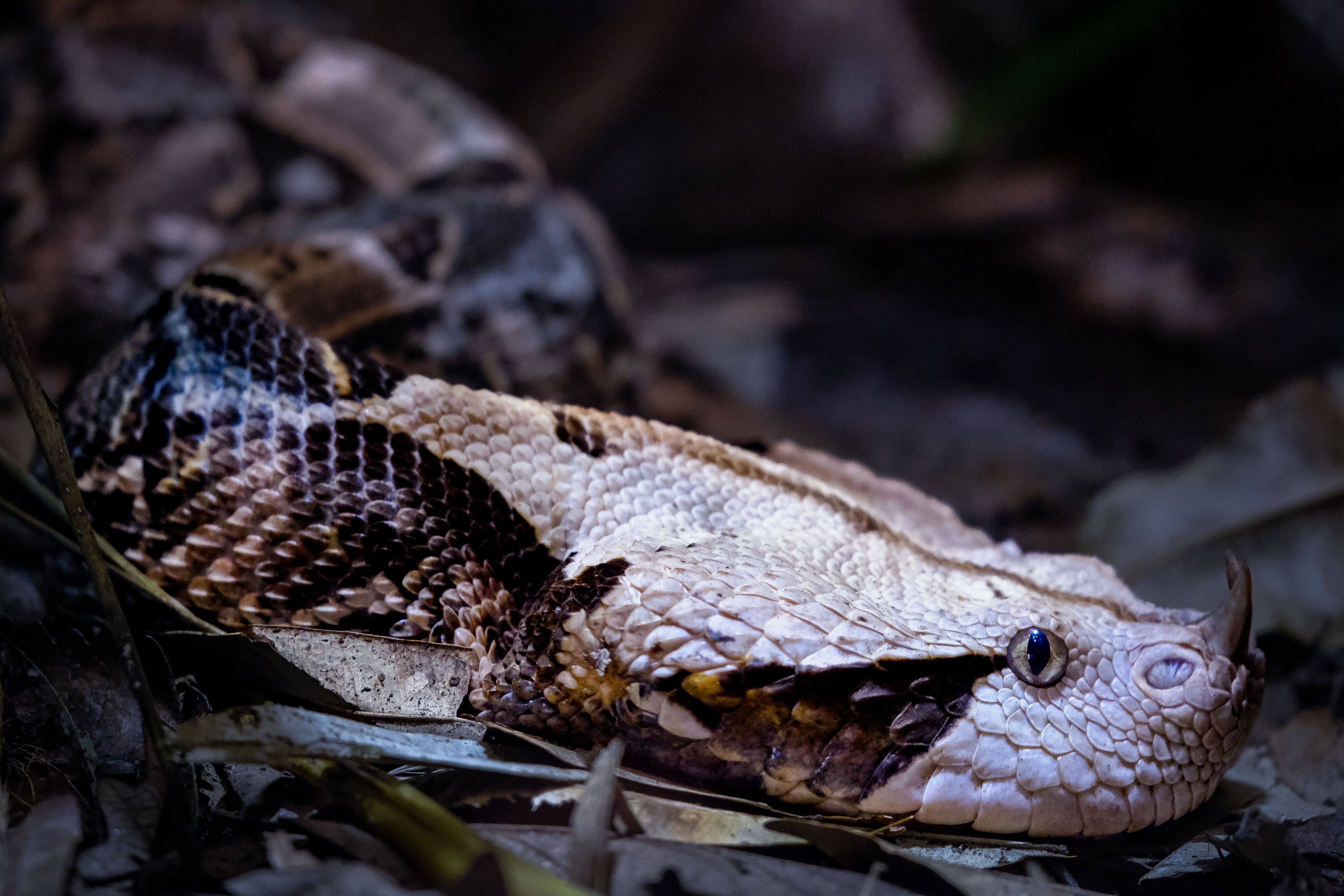 Gros Plan D'une Vipère Du Gabon Dans Son Habitat Naturel · Photo gratuite