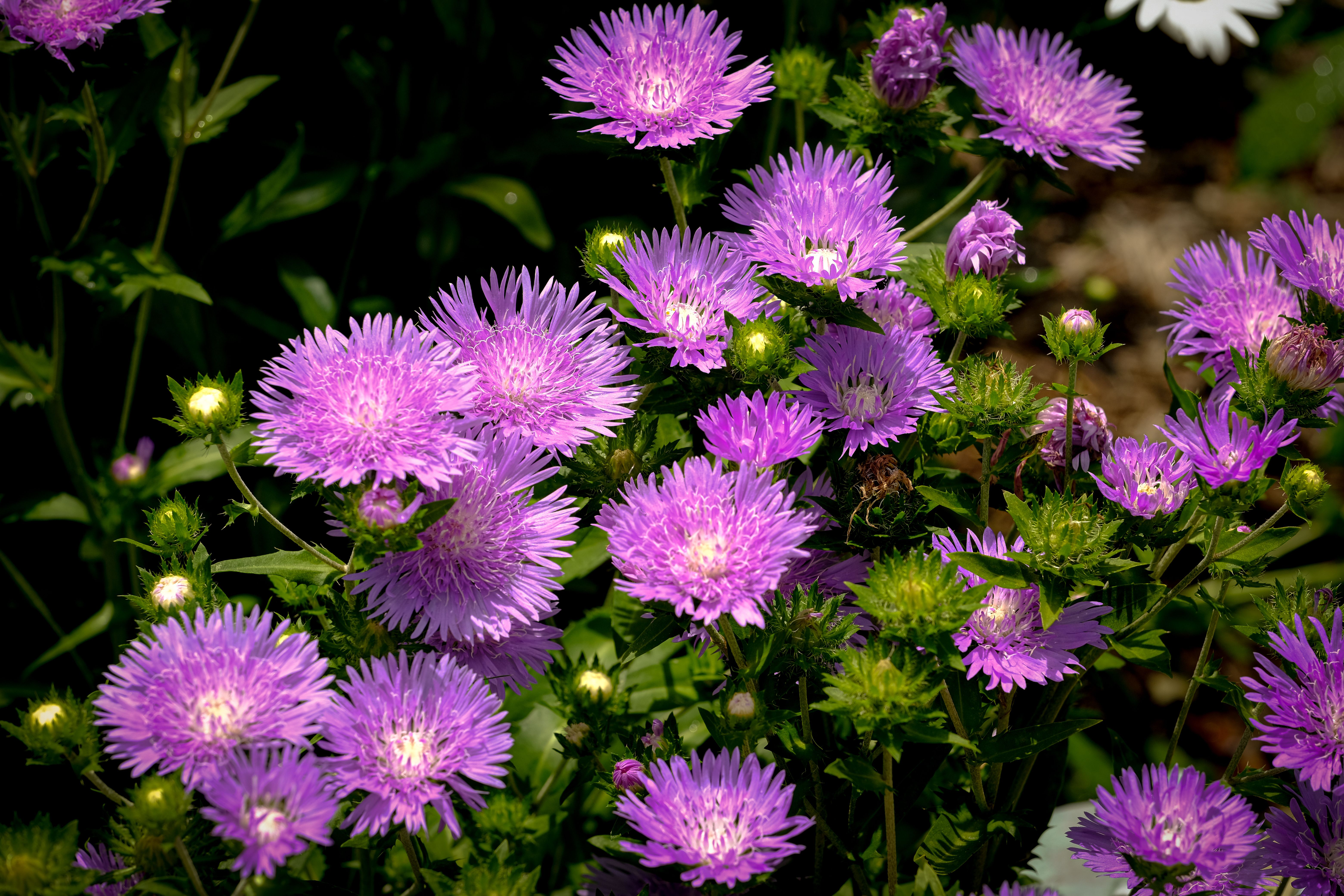 Purple Aster Blooms in Botanical Garden · Free Stock Photo
