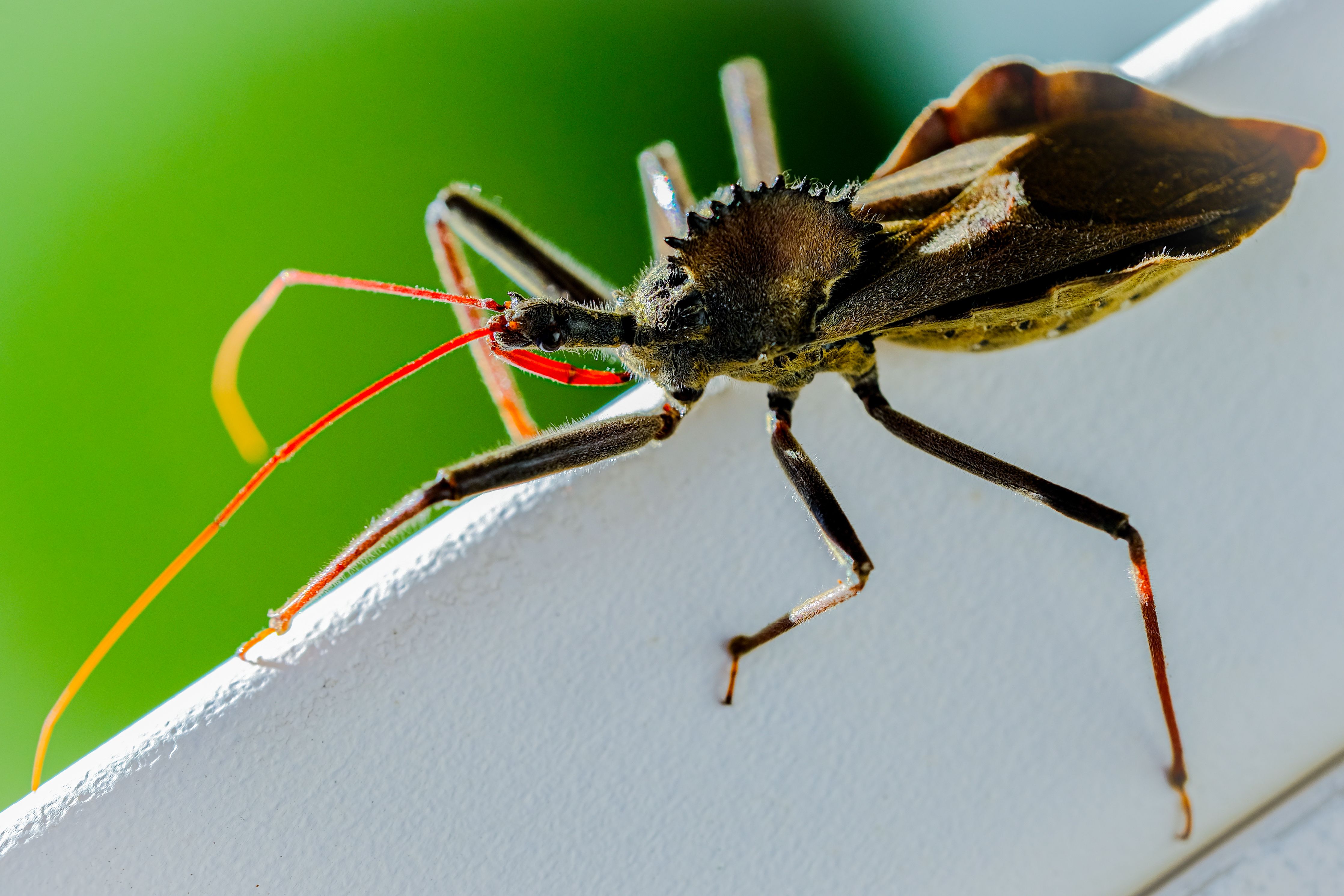 Close-Up of a Wheel Bug on a Leaf · Free Stock Photo