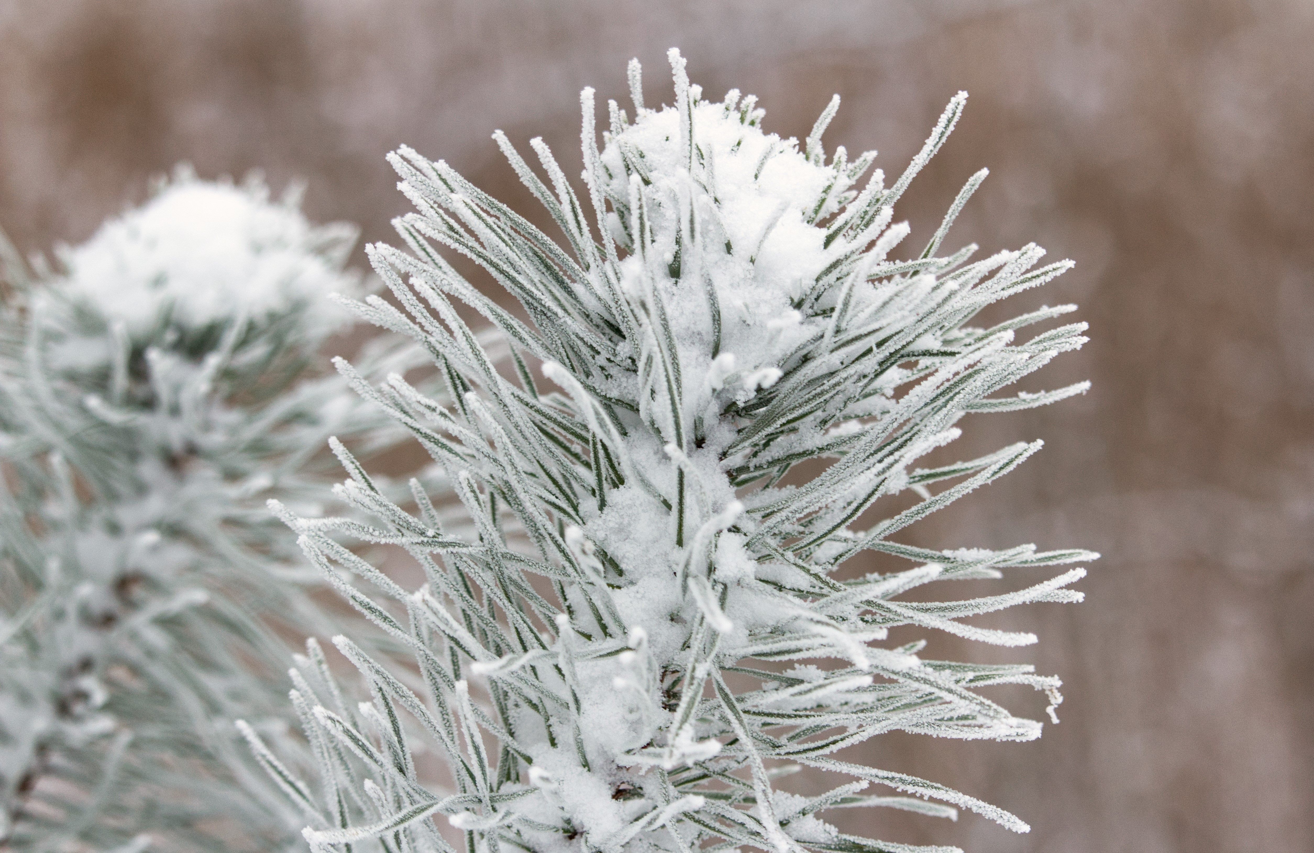 Frosty Pine Needles Covered in Winter Snow · Free Stock Photo