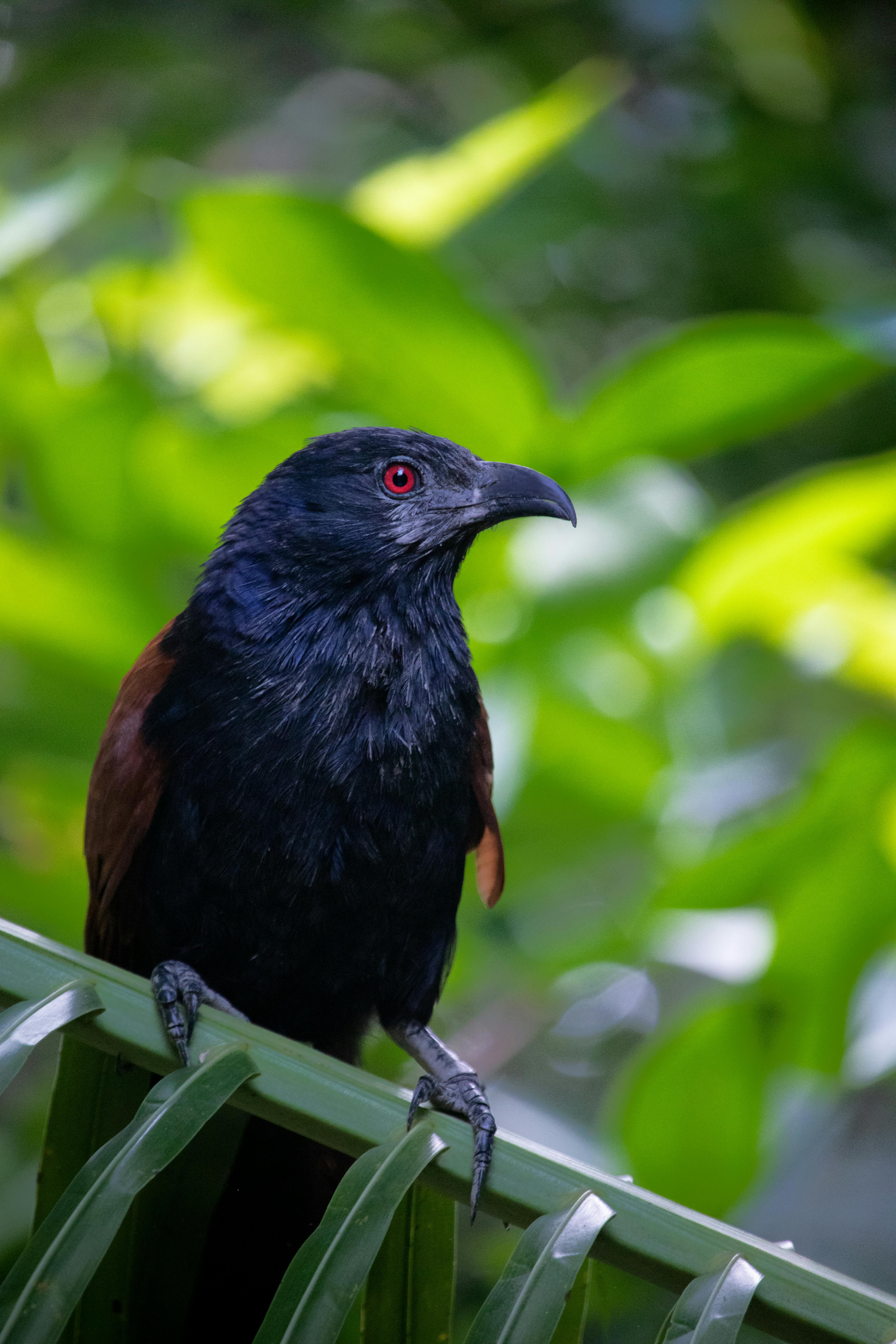 60.000+ Arsenal+best+wallpapers Bilder und Fotos · Kostenlos Downloaden ...