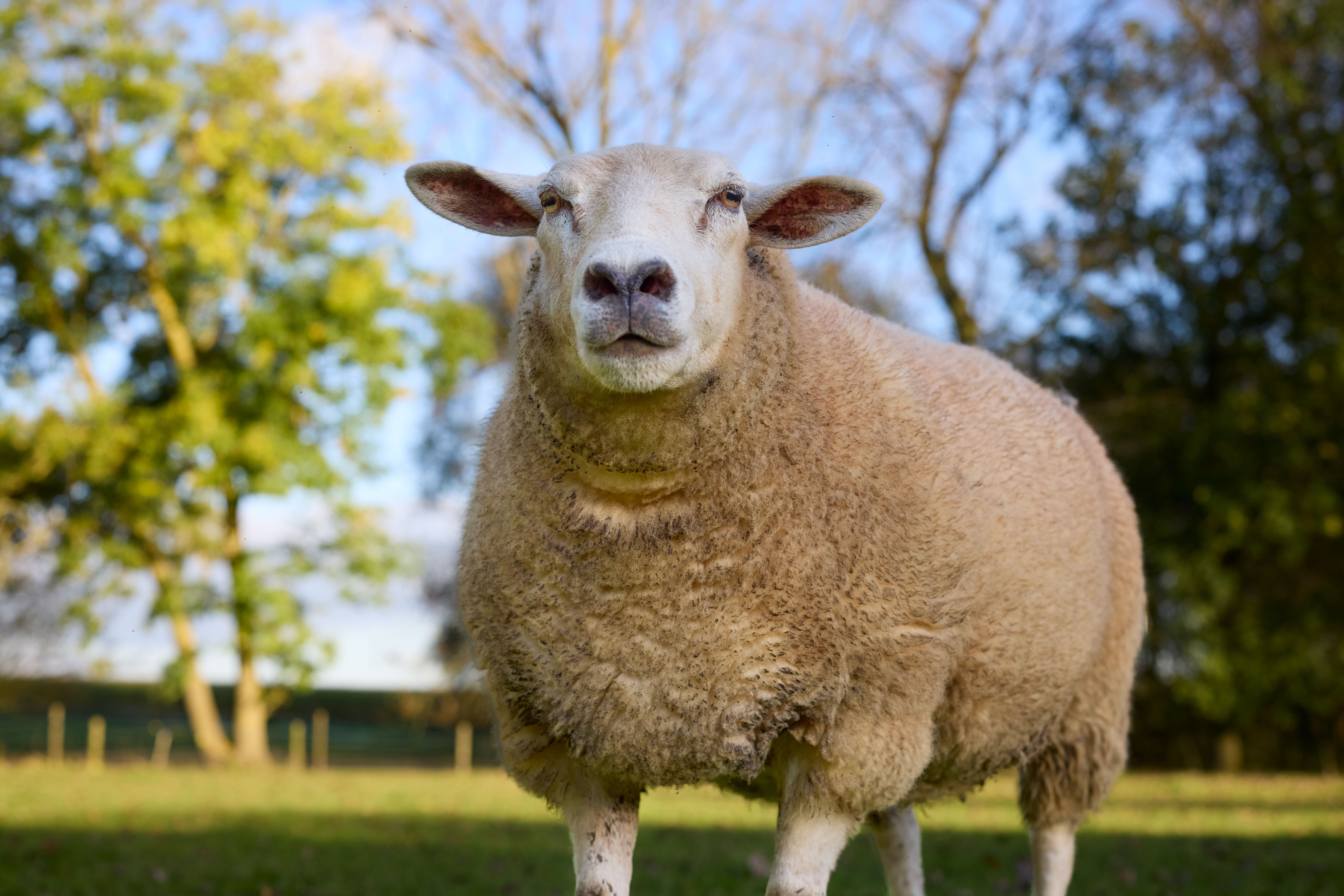 A sheep with a mark on its ear · Free Stock Photo