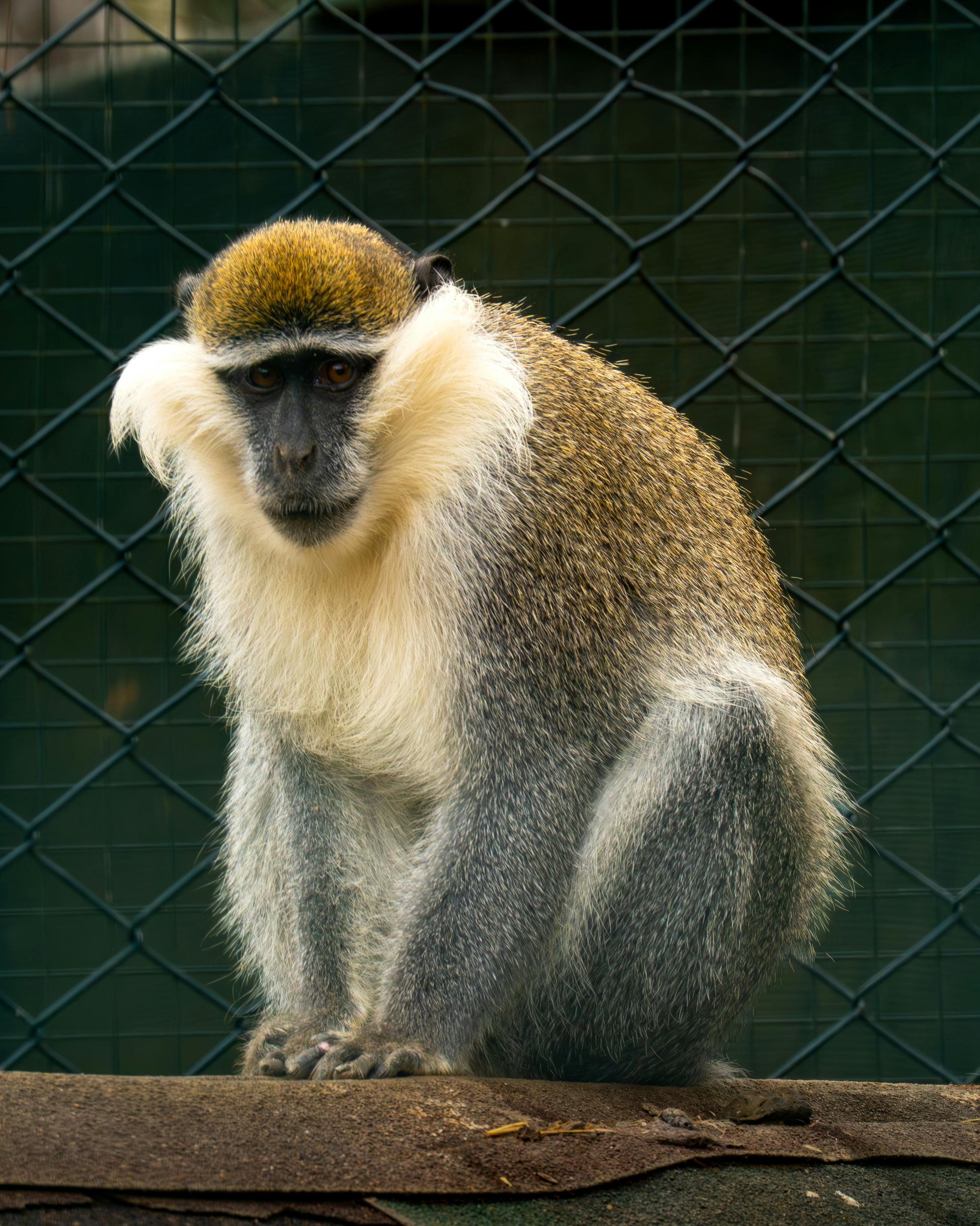 Vervet Monkey Sitting in Captivity · Free Stock Photo