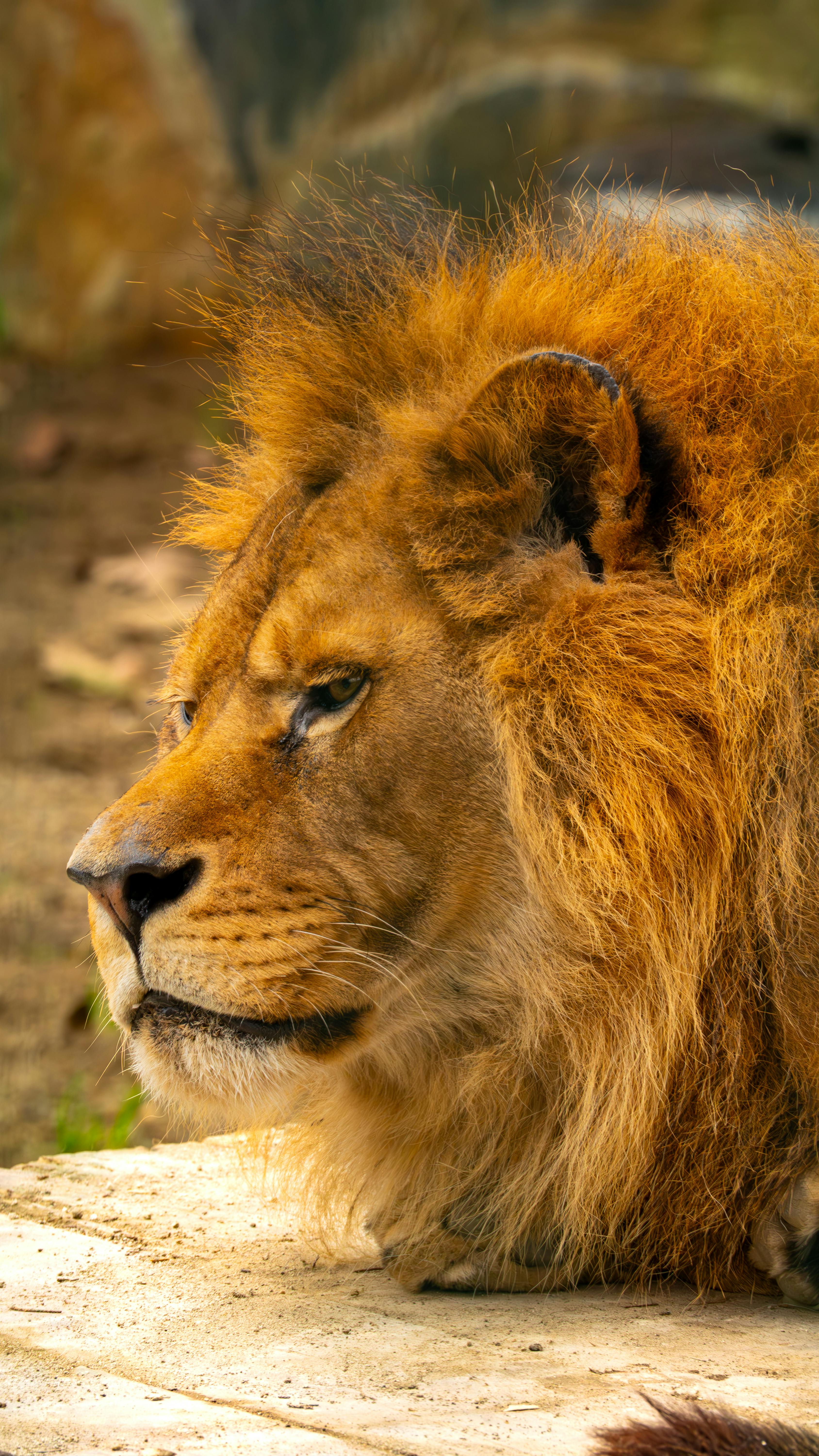 Close-Up Portrait of a Majestic Lion Resting · Free Stock Photo