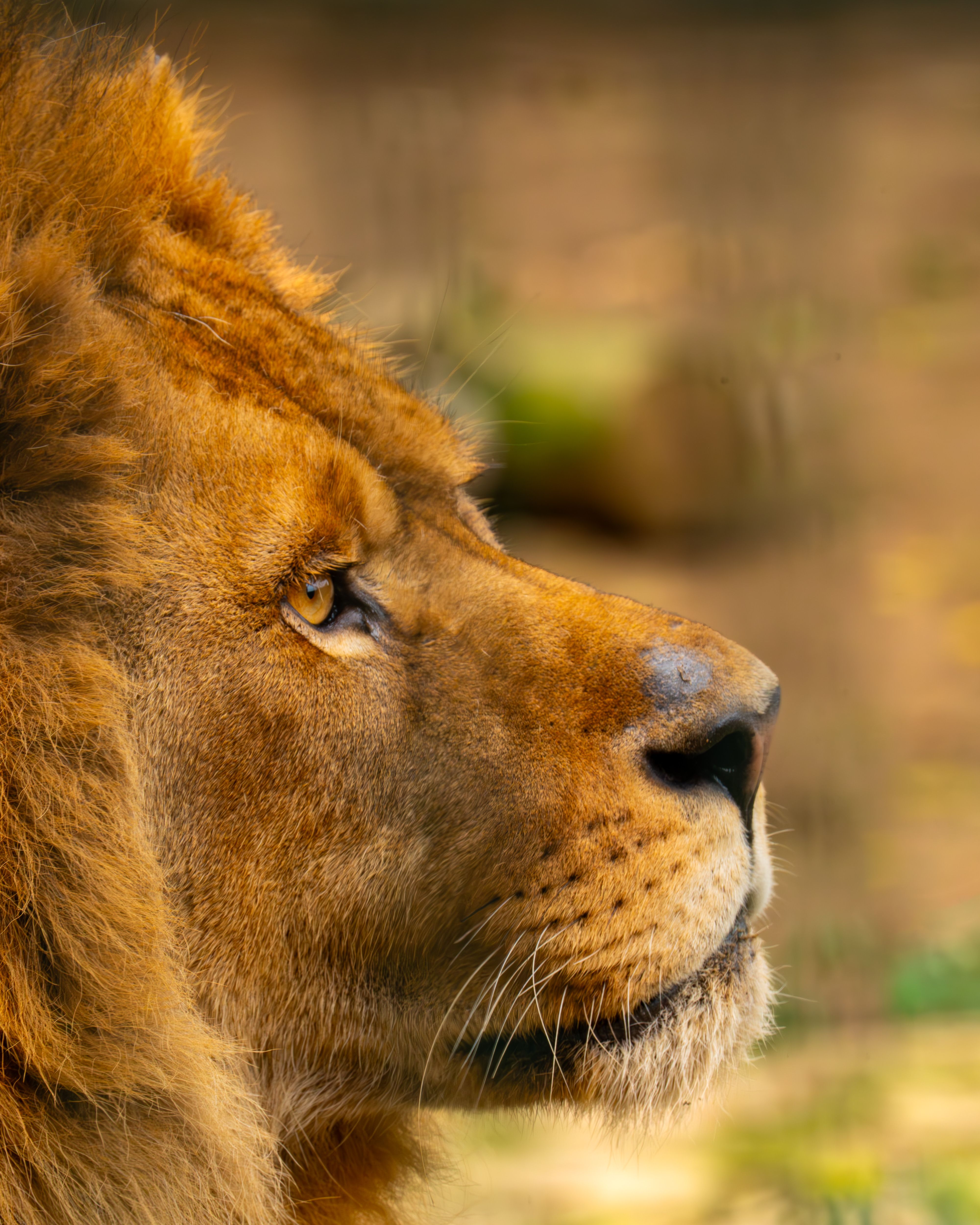 Perfil De Um Leão Majestoso Em Uma Savana Ensolarada. · Foto ...
