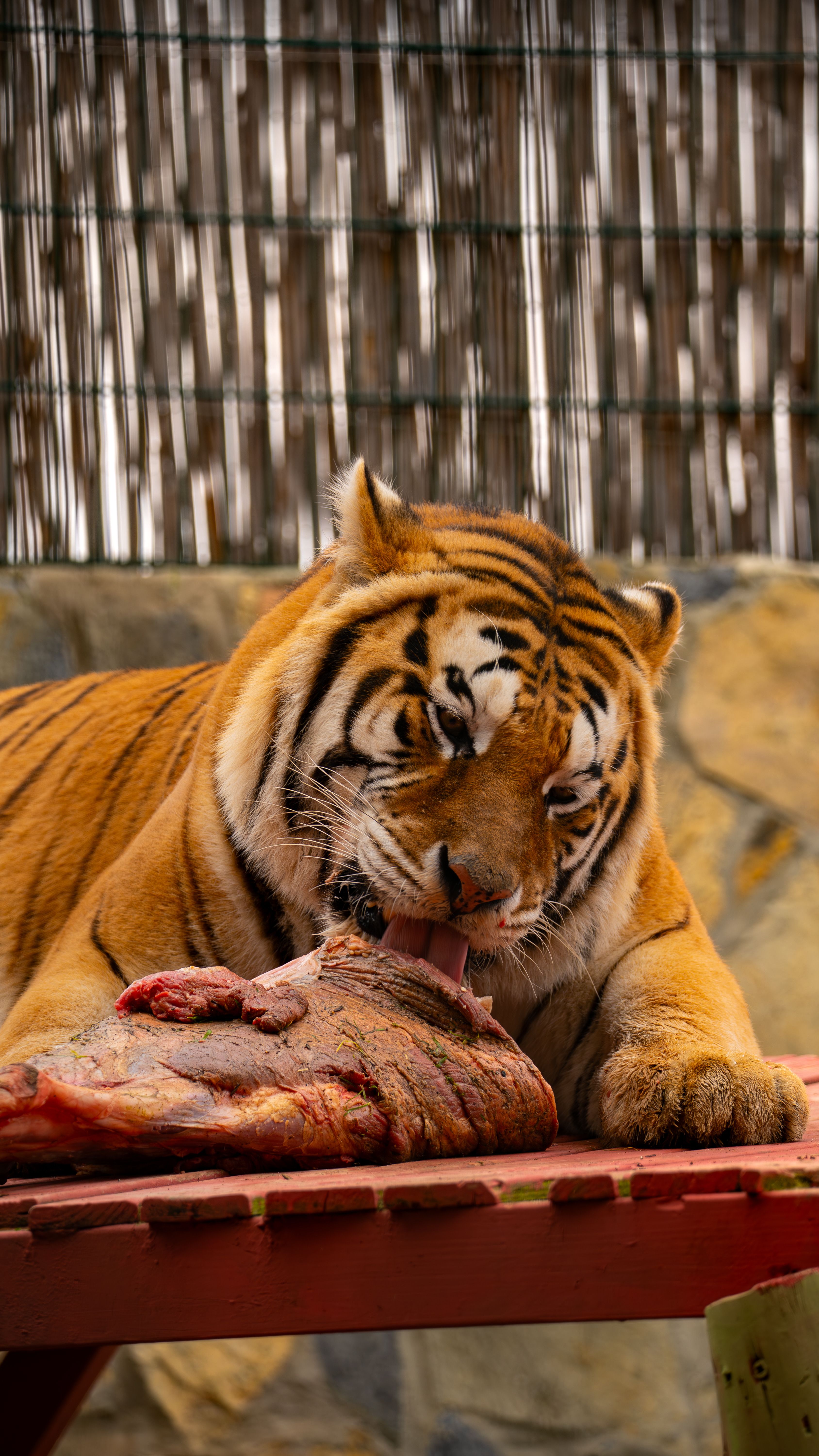 Bengal Tiger Feasting on Meat at Zoo · Free Stock Photo