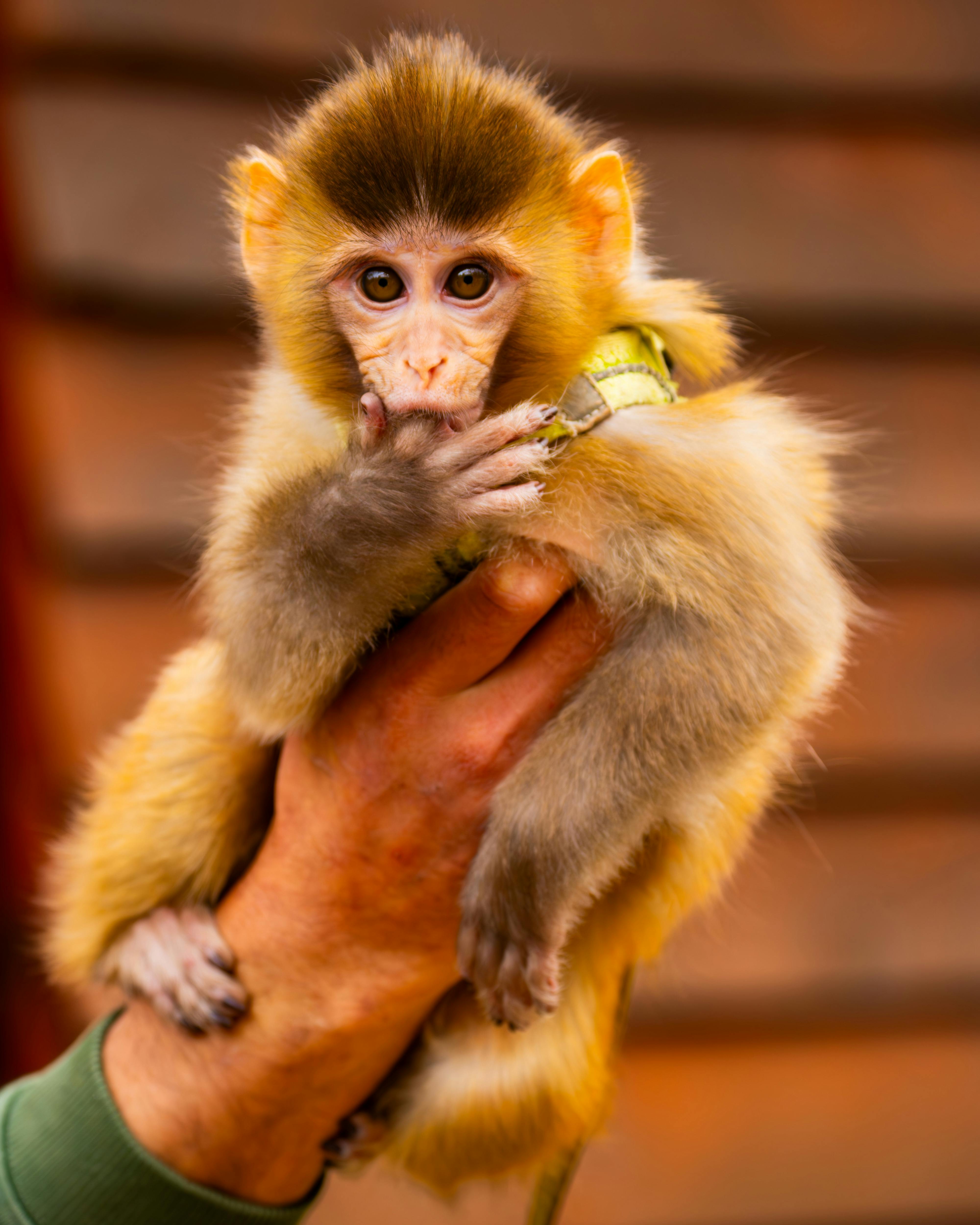 Cute+Girls+Telegraph Photos, Download The BEST Free Cute+Girls ...