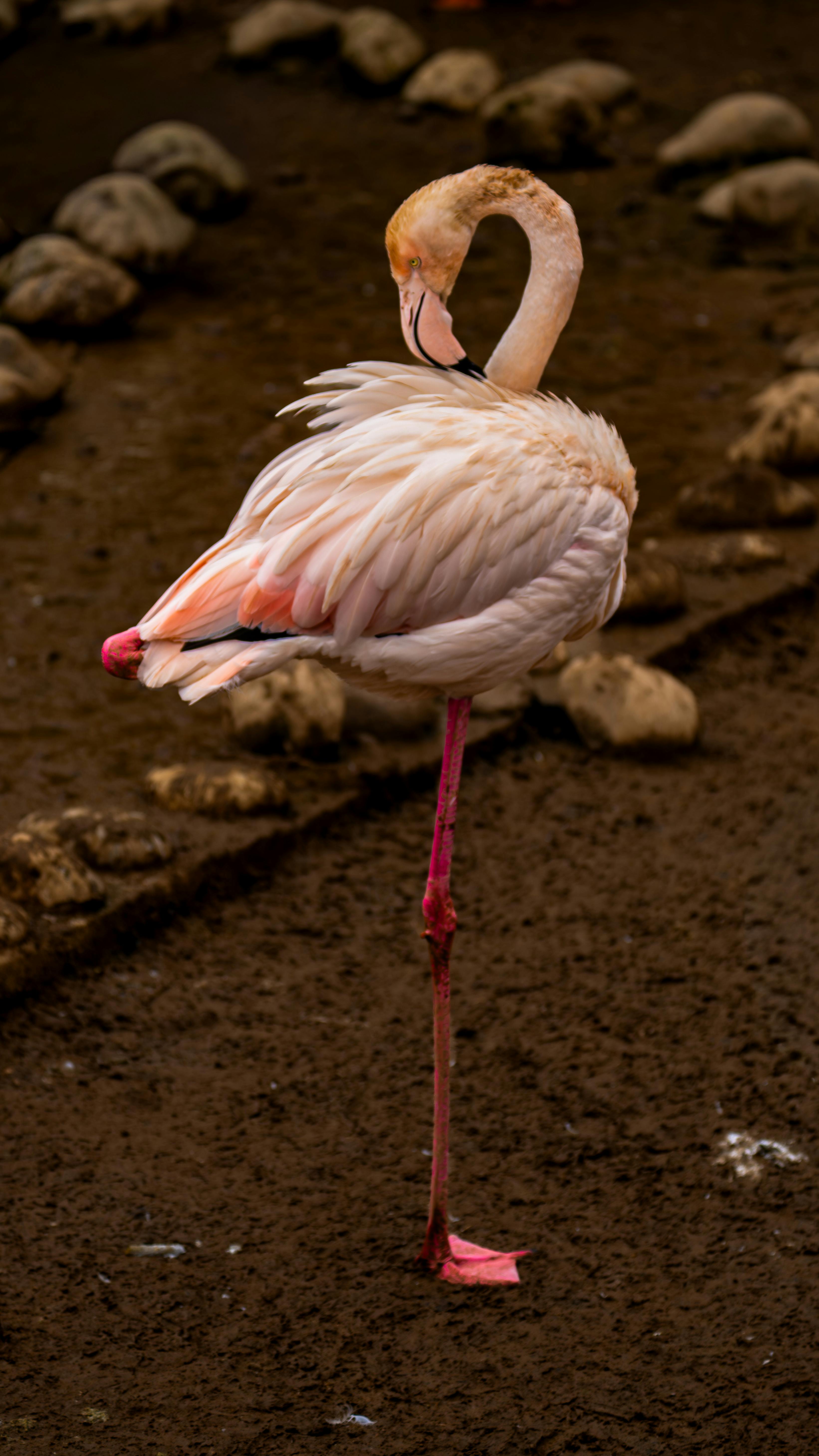 Feet+Leg+Massage Photos, Download The BEST Free Feet+Leg+Massage Stock ...