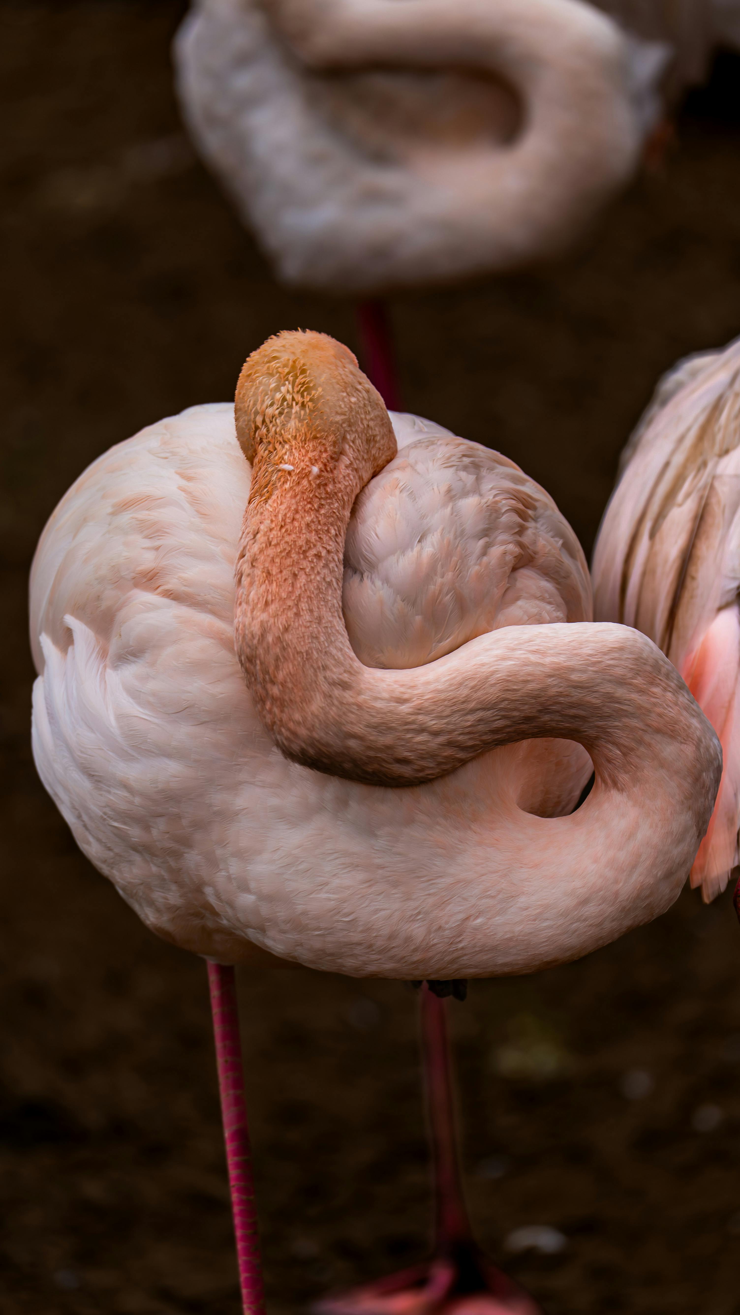 Feet+Leg+Massage Photos, Download The BEST Free Feet+Leg+Massage Stock ...