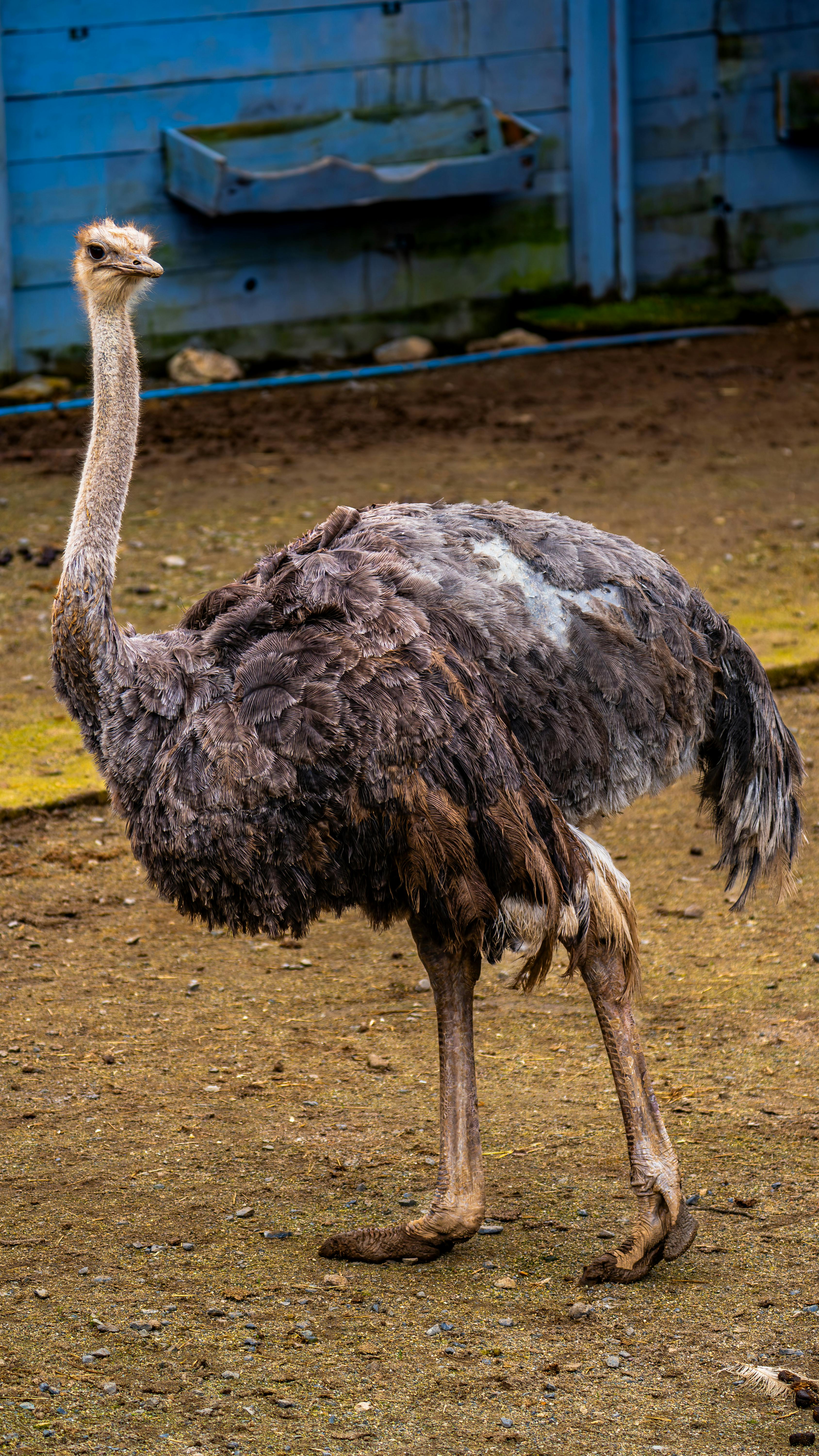 Iam+Big Photos, Download The BEST Free Iam+Big Stock Photos & HD Images