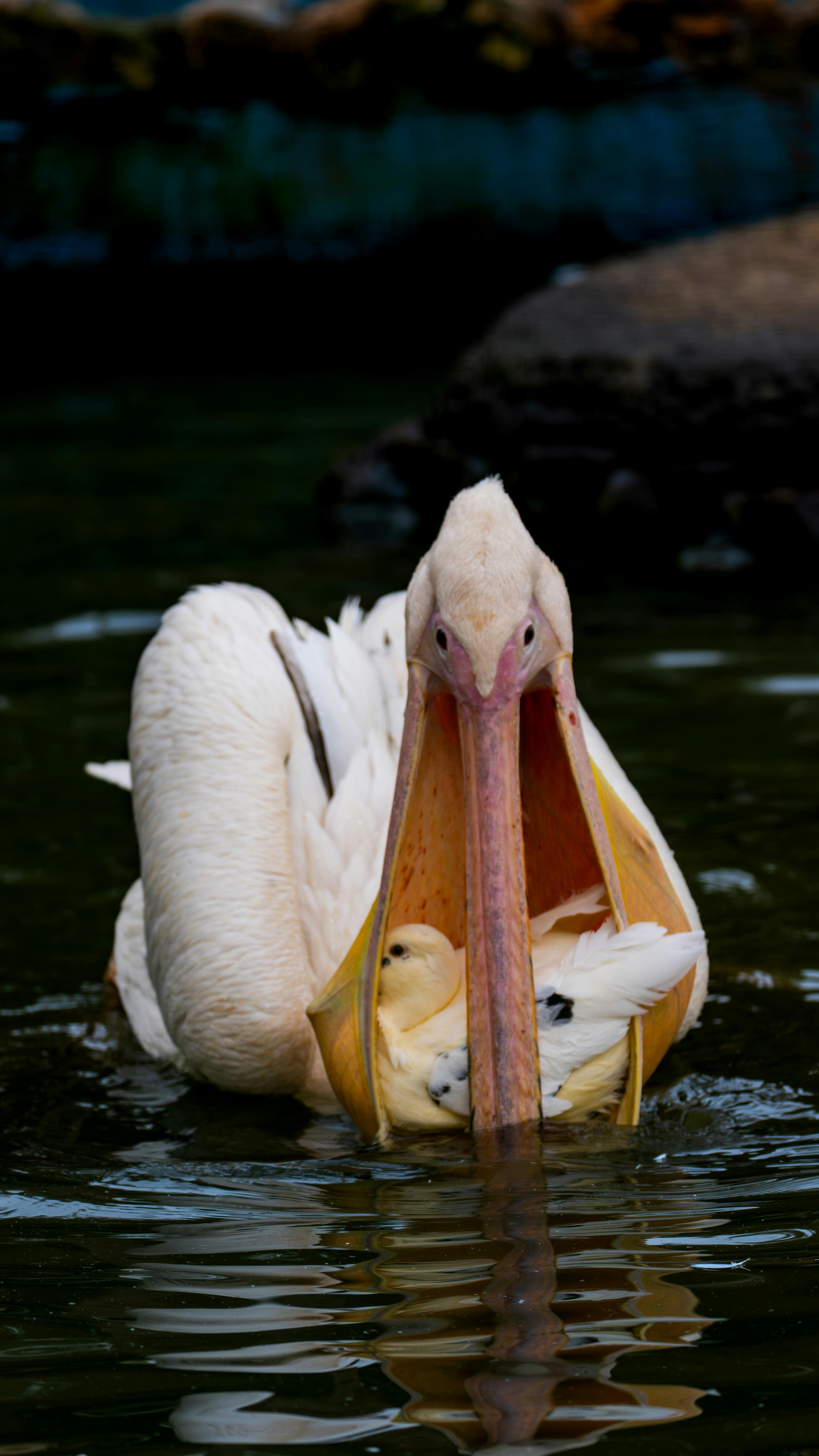 Chatango+Baby+Girl Photos, Download The BEST Free Chatango+Baby+Girl ...