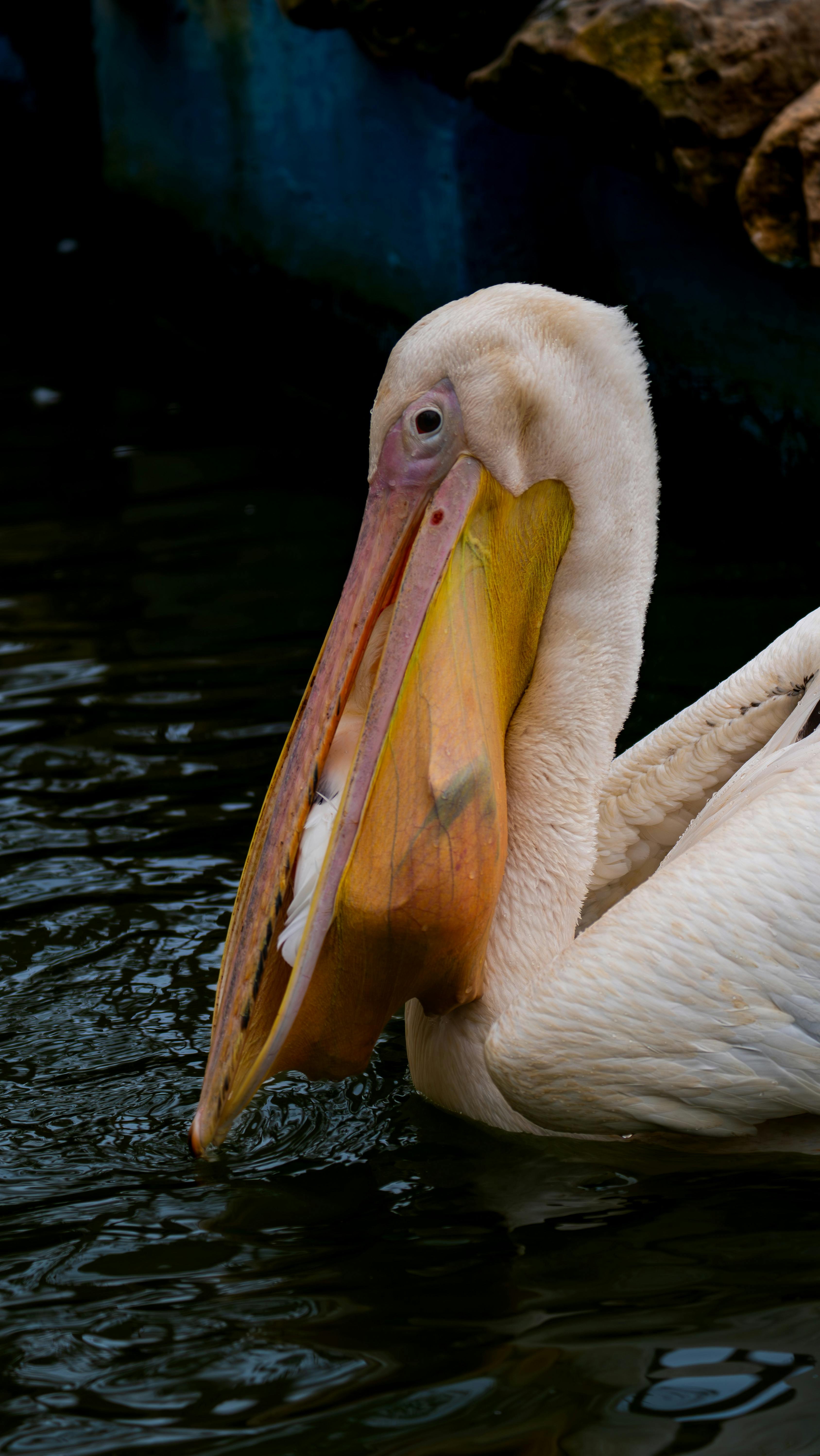 Feet+Leg+Massage Photos, Download The BEST Free Feet+Leg+Massage Stock ...