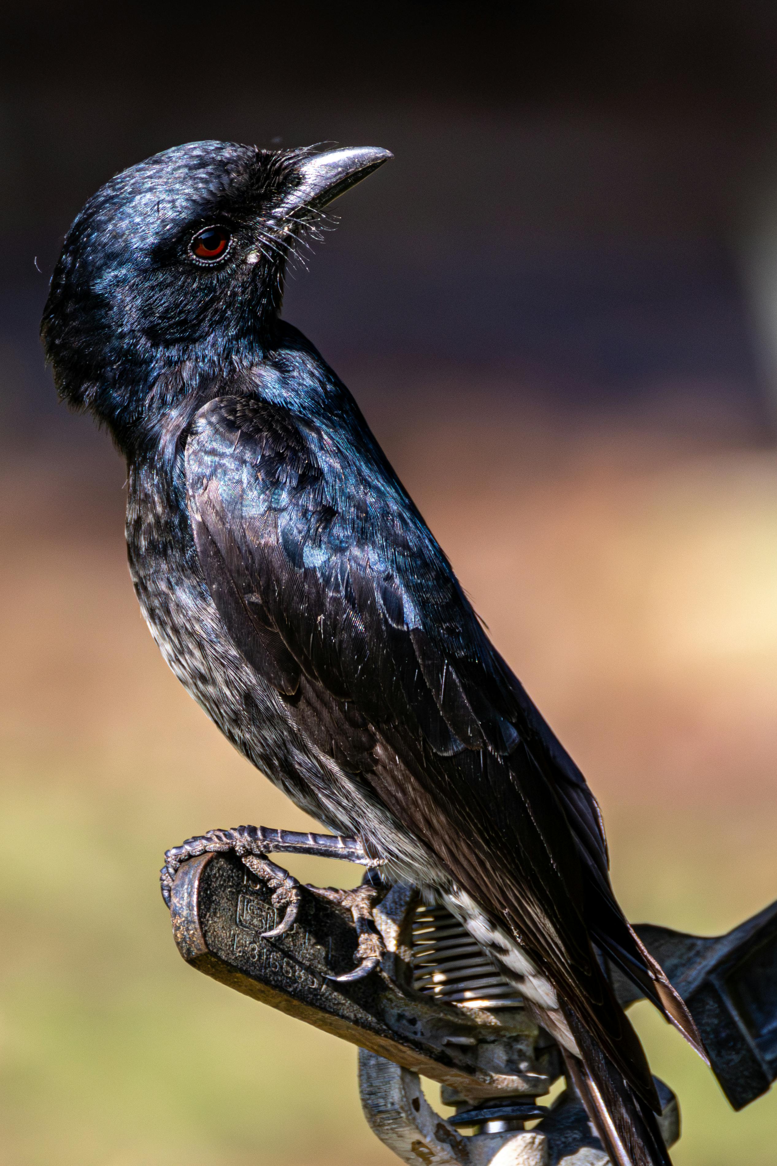 High Definition+Characters Photos, Download The BEST Free High ...