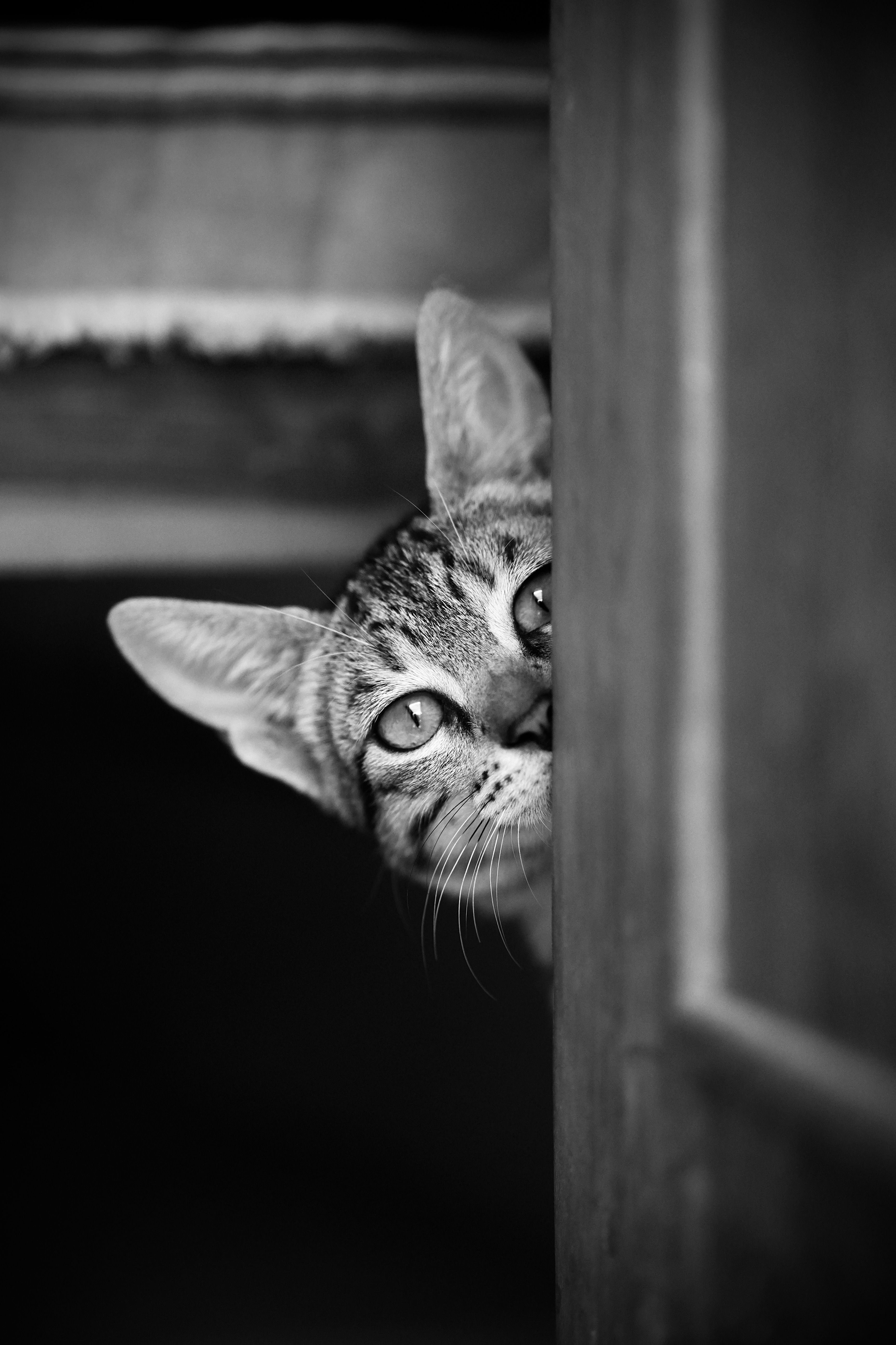 Curious Tabby Cat Peeking Around Corner · Free Stock Photo