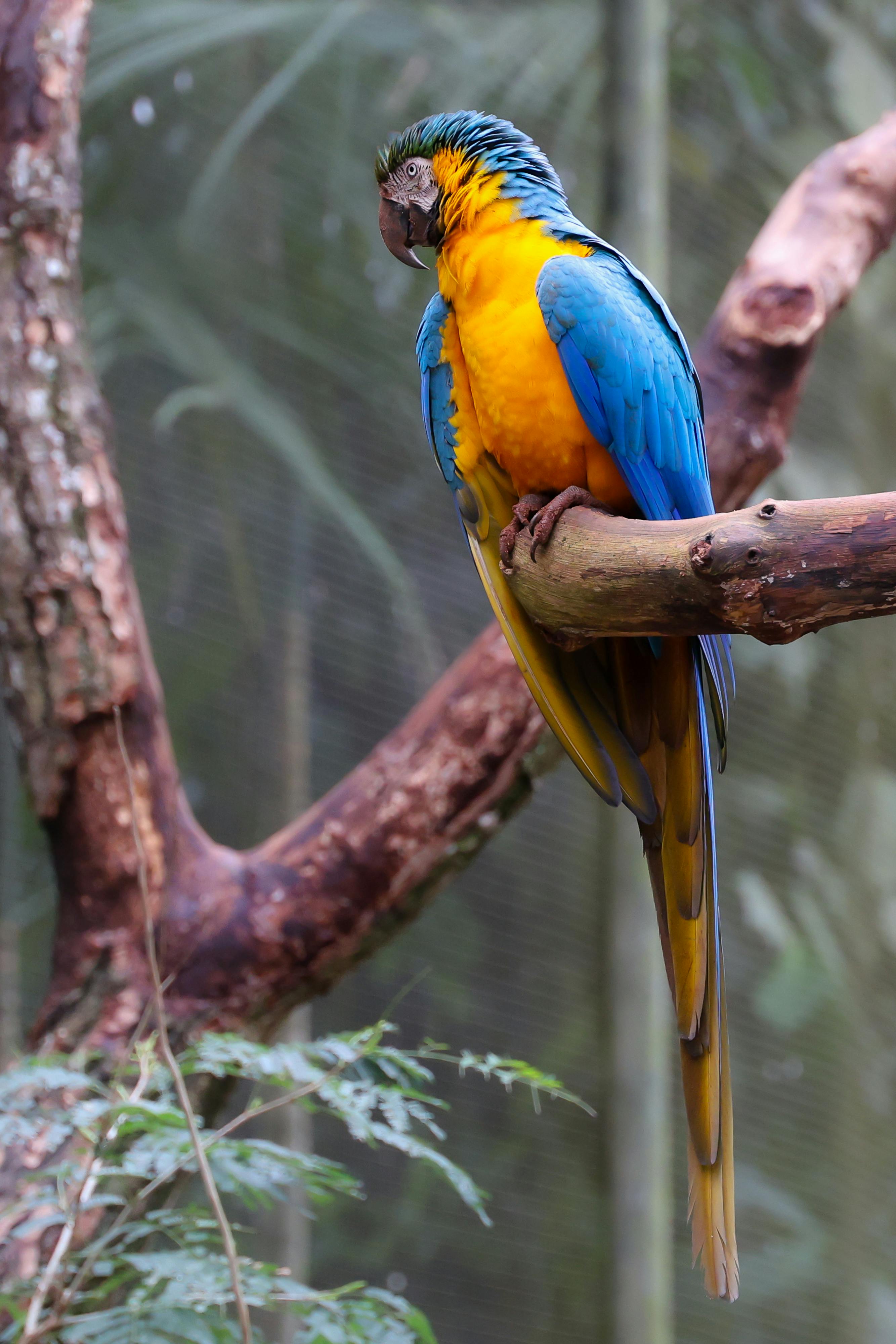 Vibrant Blue and Yellow Macaw Resting on Branch · Free Stock Photo