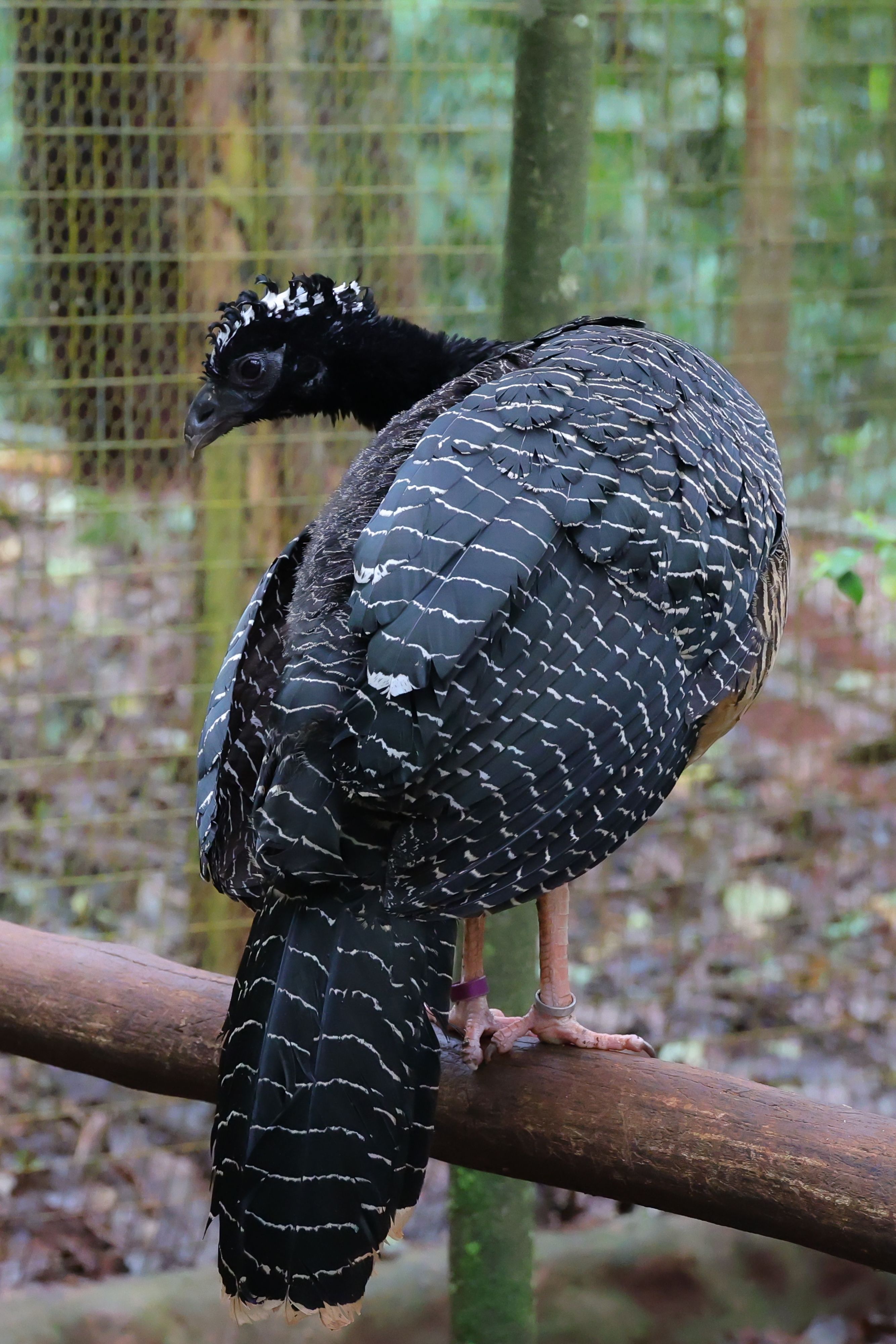 Nocturnal Bird Perched in Brazilian Park · Free Stock Photo