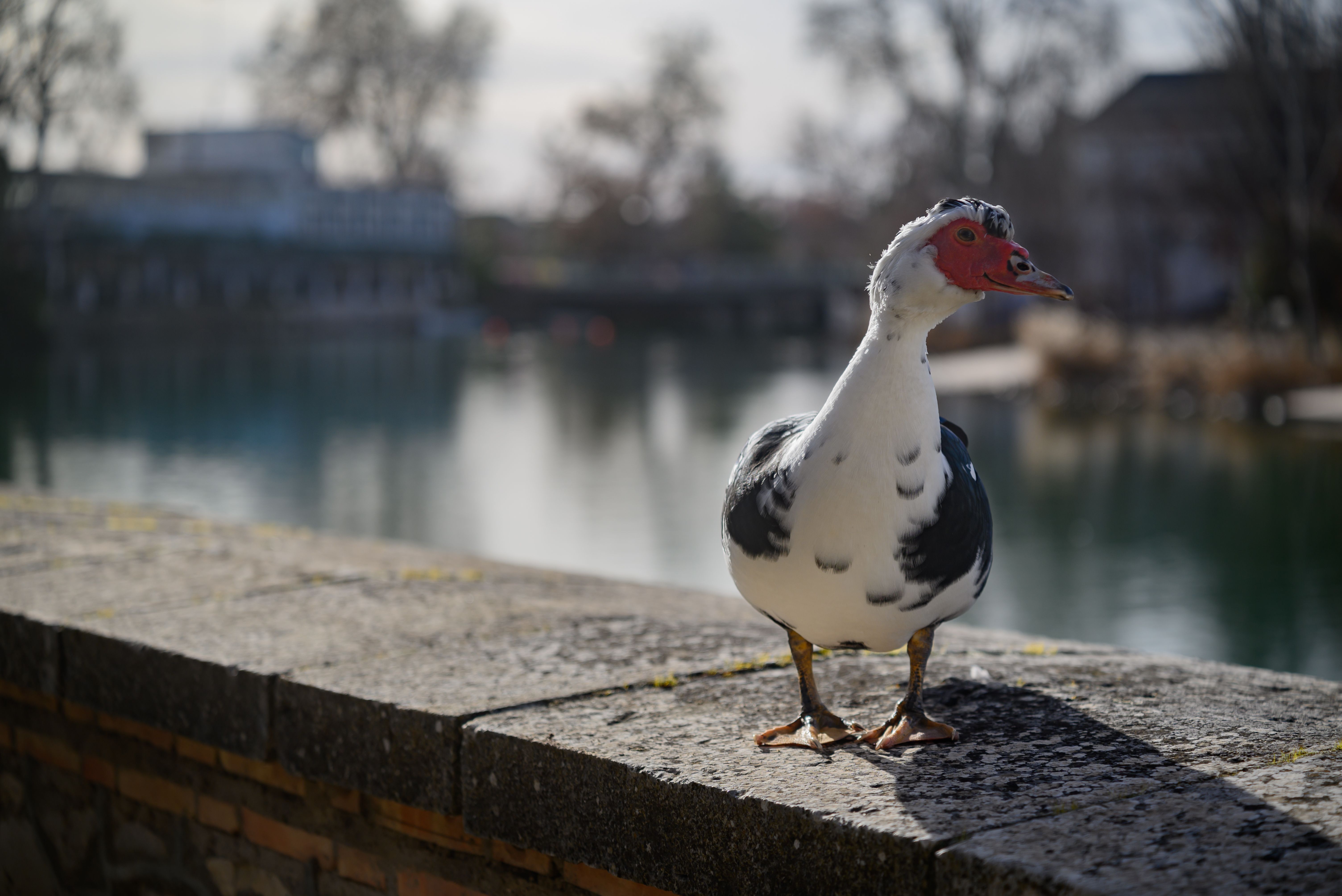 Therian Animals Photos, Download The BEST Free Therian Animals Stock ...