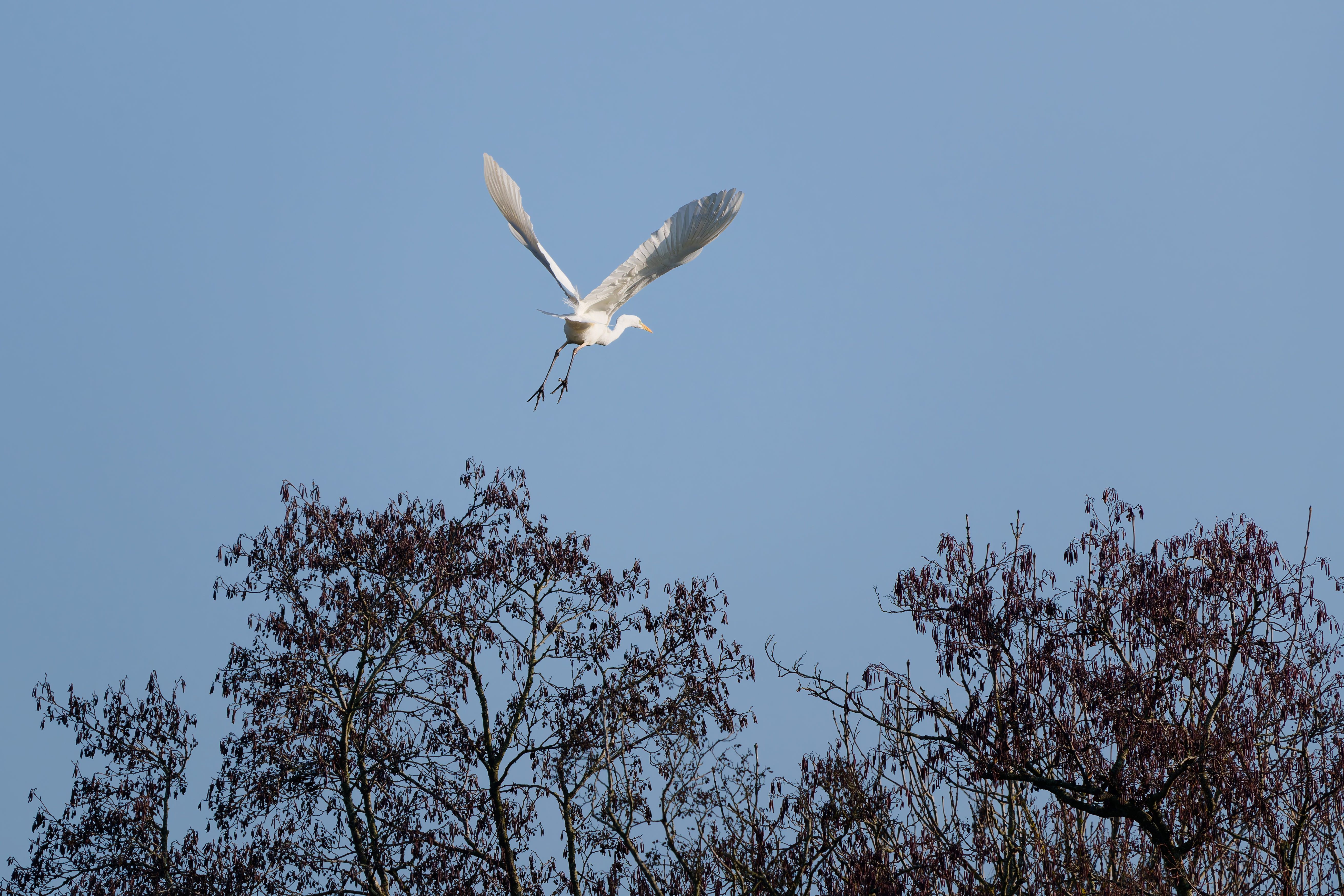 Graceful Heron Soars Above Trees in Clear Sky · Free Stock Photo