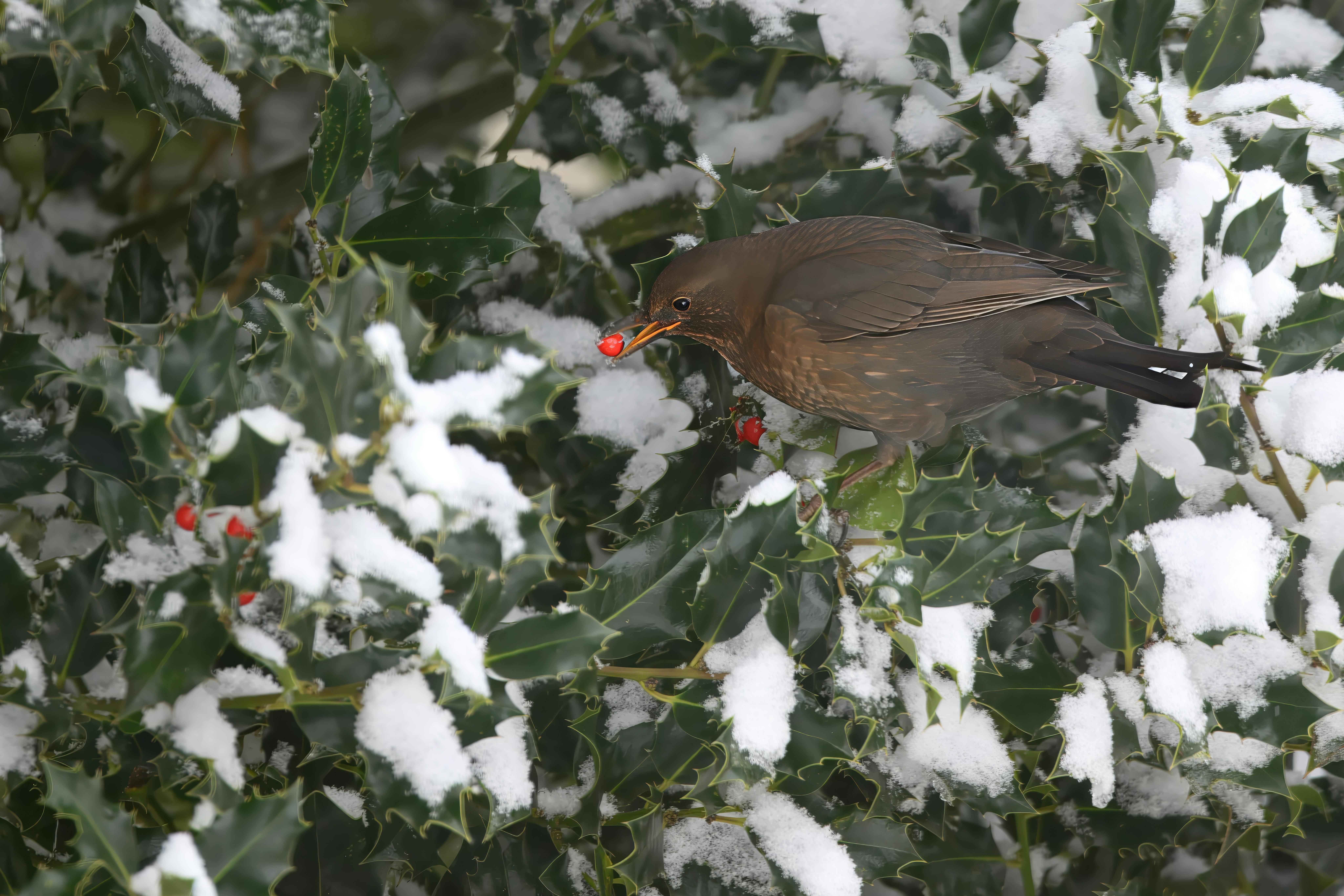 Holly Model Webeweb Photos, Download The BEST Free Holly Model Webeweb ...