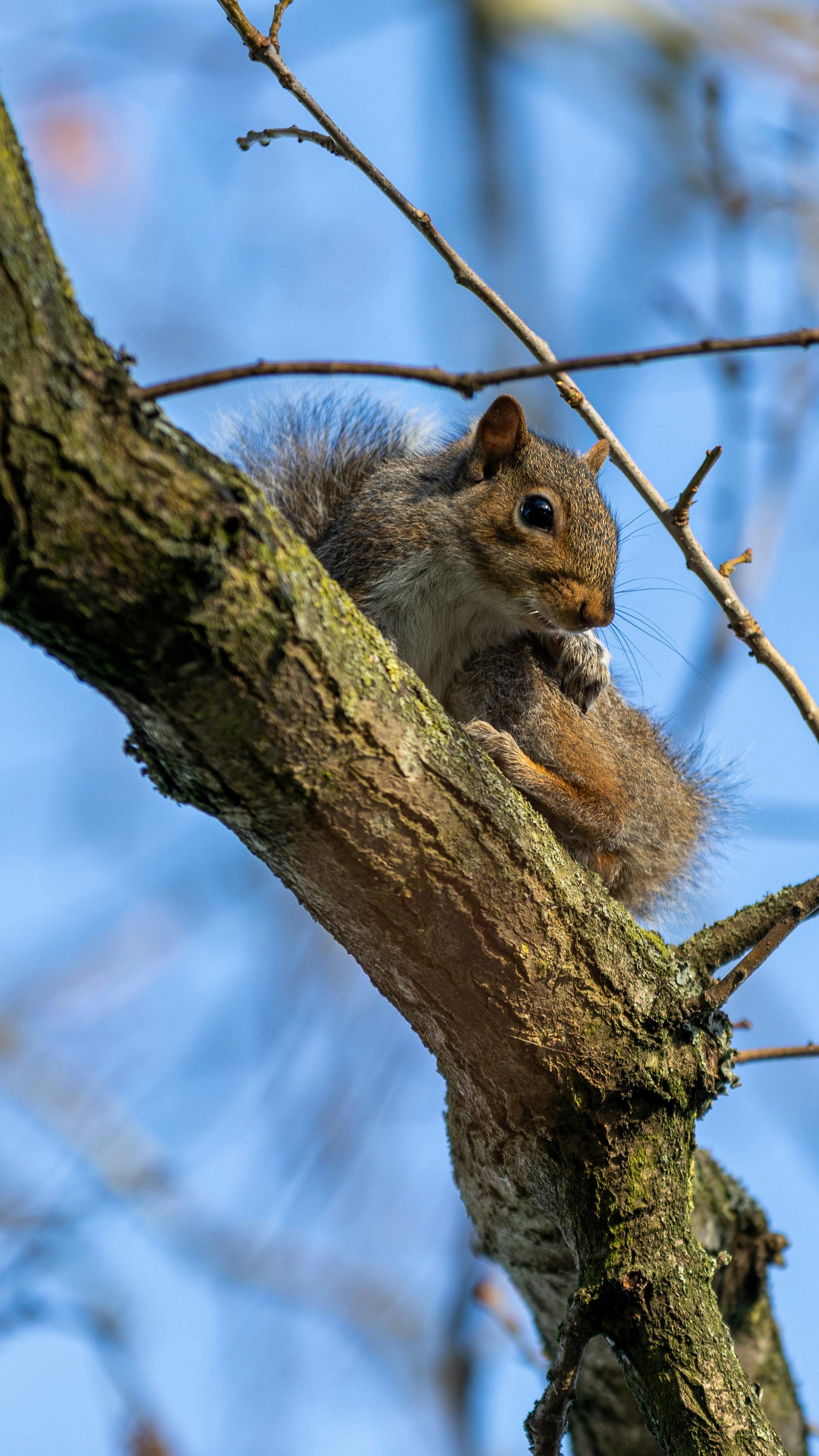 Adorable Grey Squirrel Perched on Tree Branch · Free Stock Photo