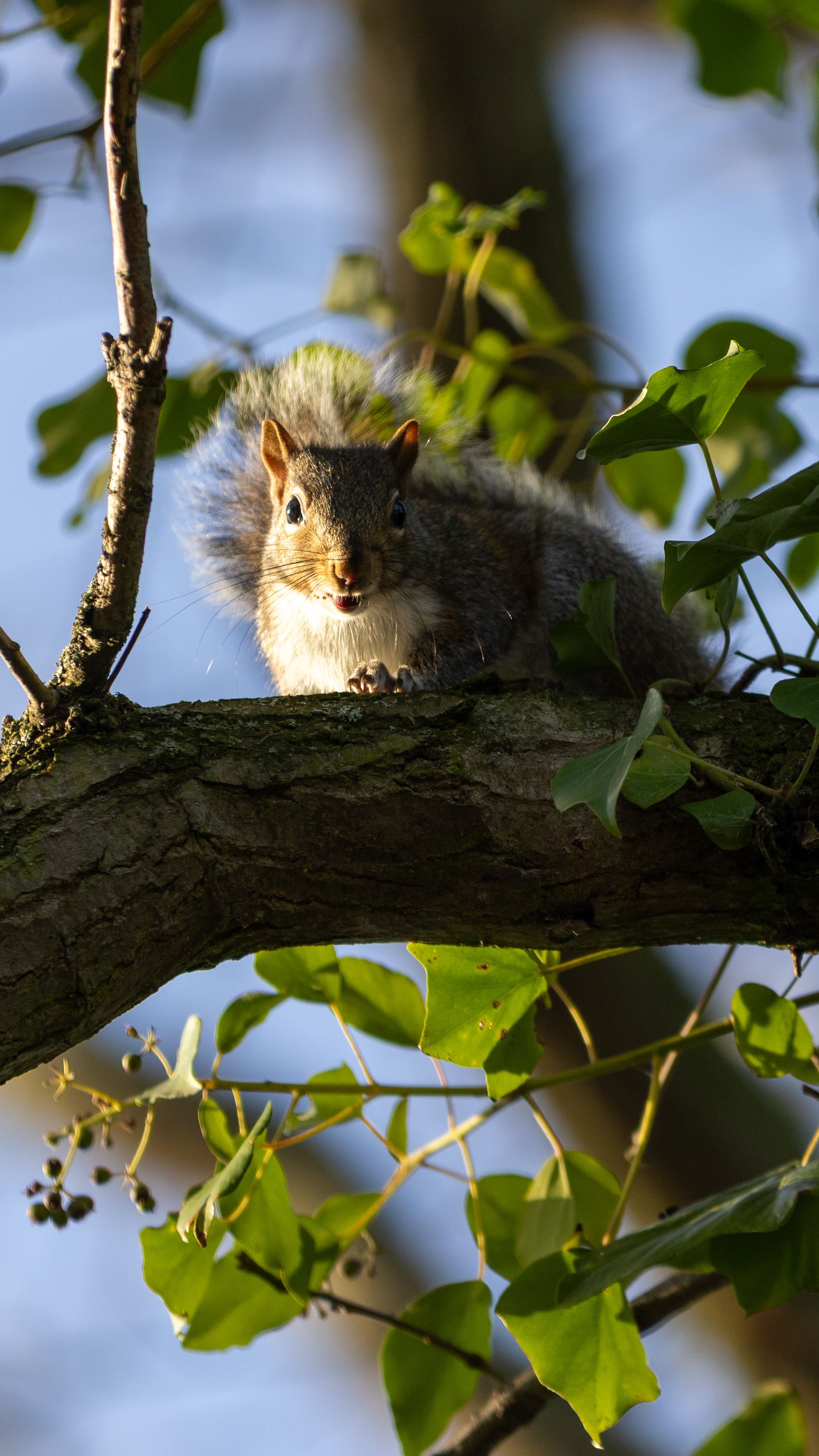 Grey Squirrel on Tree Branch in Polesworth · Free Stock Photo
