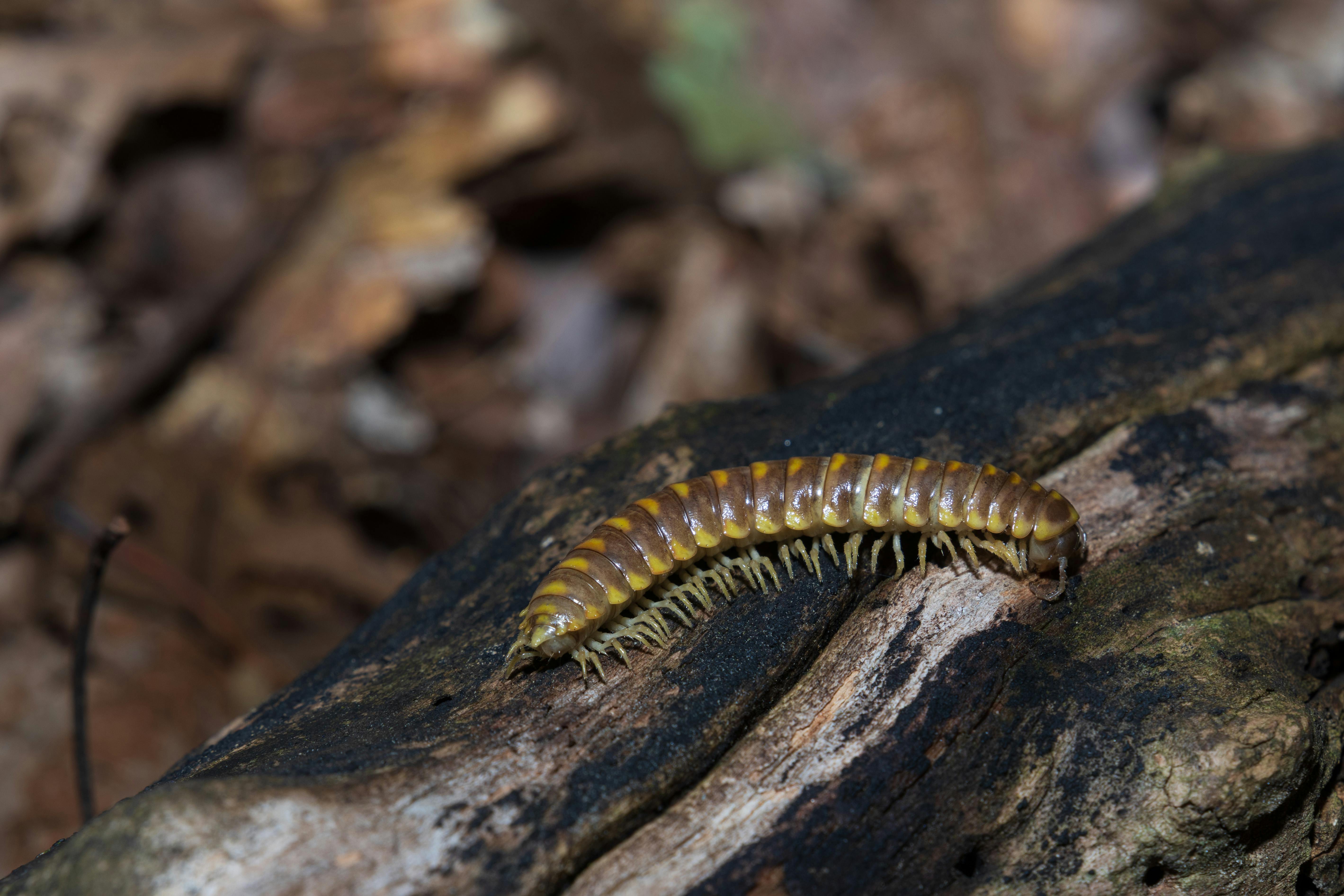 Leg+Ikmage Photos, Download The BEST Free Leg+Ikmage Stock Photos & HD ...