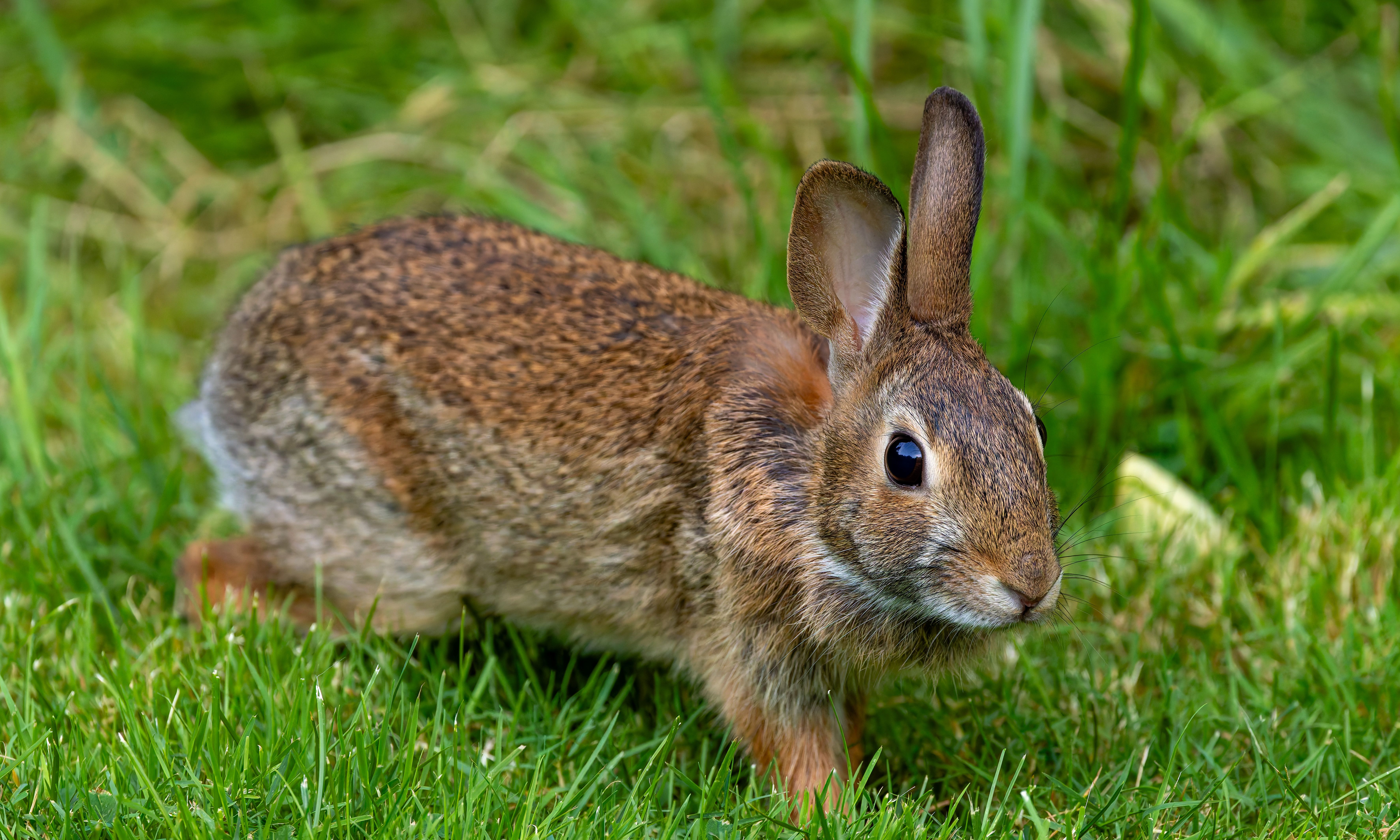 Close Up Photography of Brown Animal · Free Stock Photo