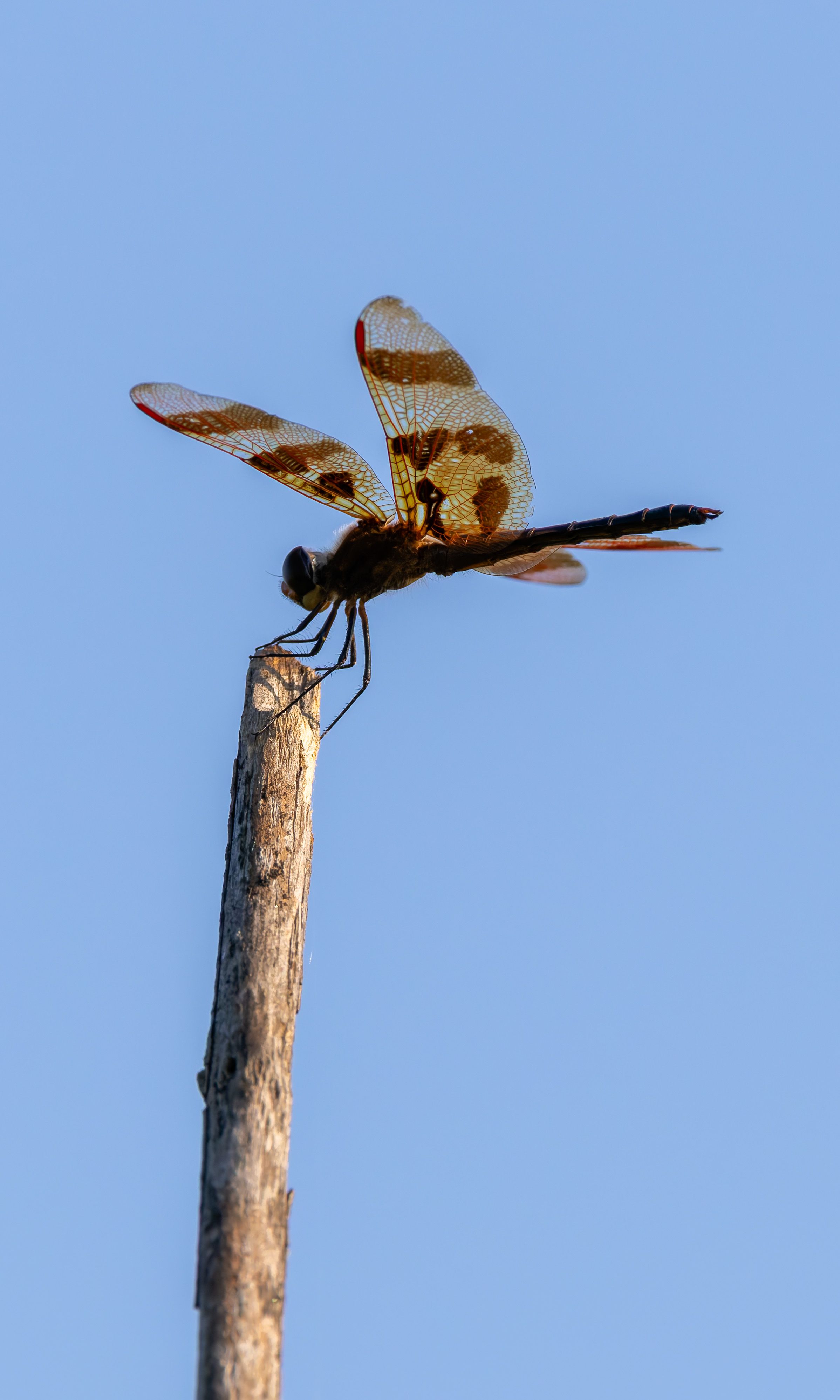 Purple Dragonfly Photos, Download The BEST Free Purple Dragonfly Stock ...