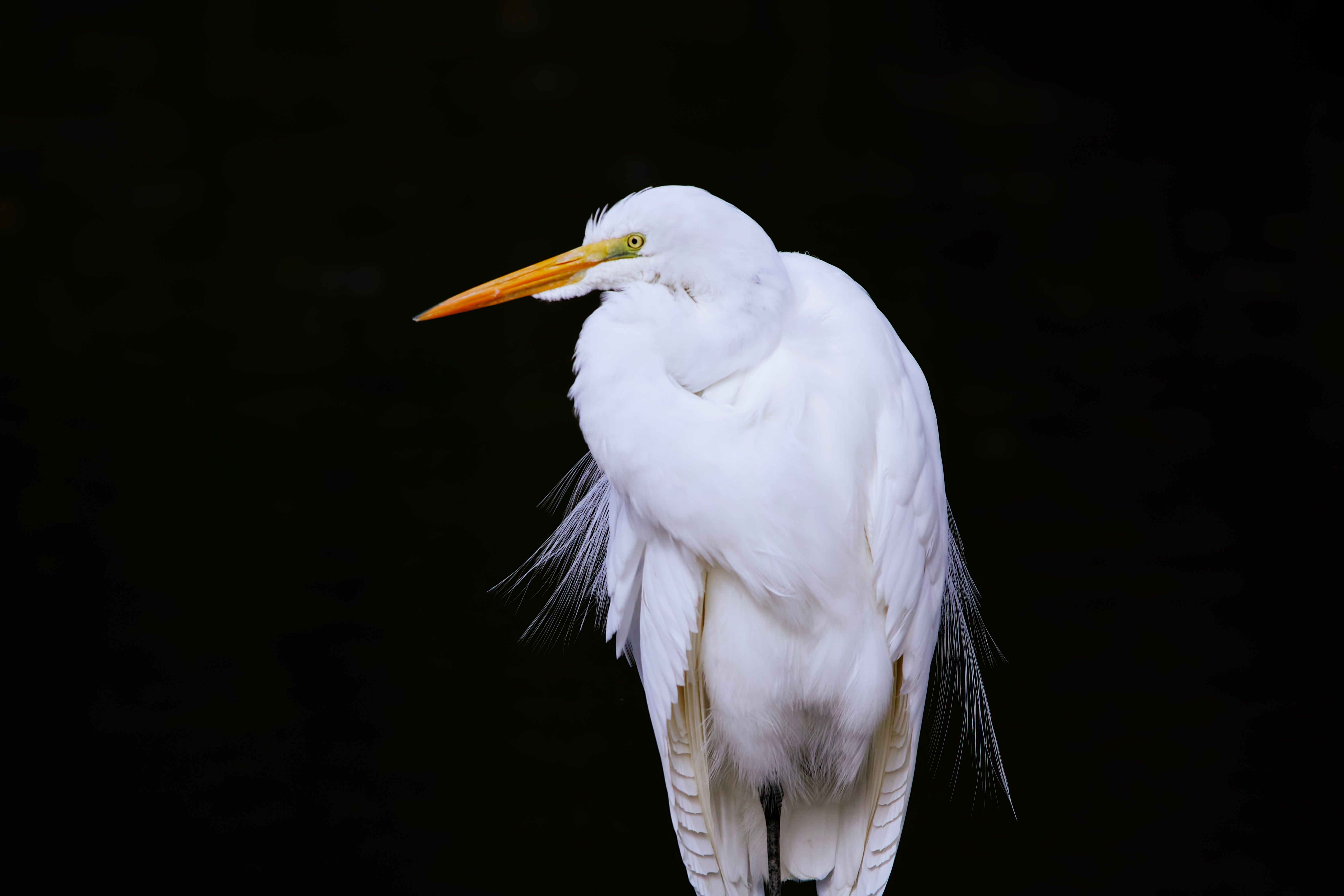 Elegant Great Egret Posing Against Dark Background · Free Stock Photo
