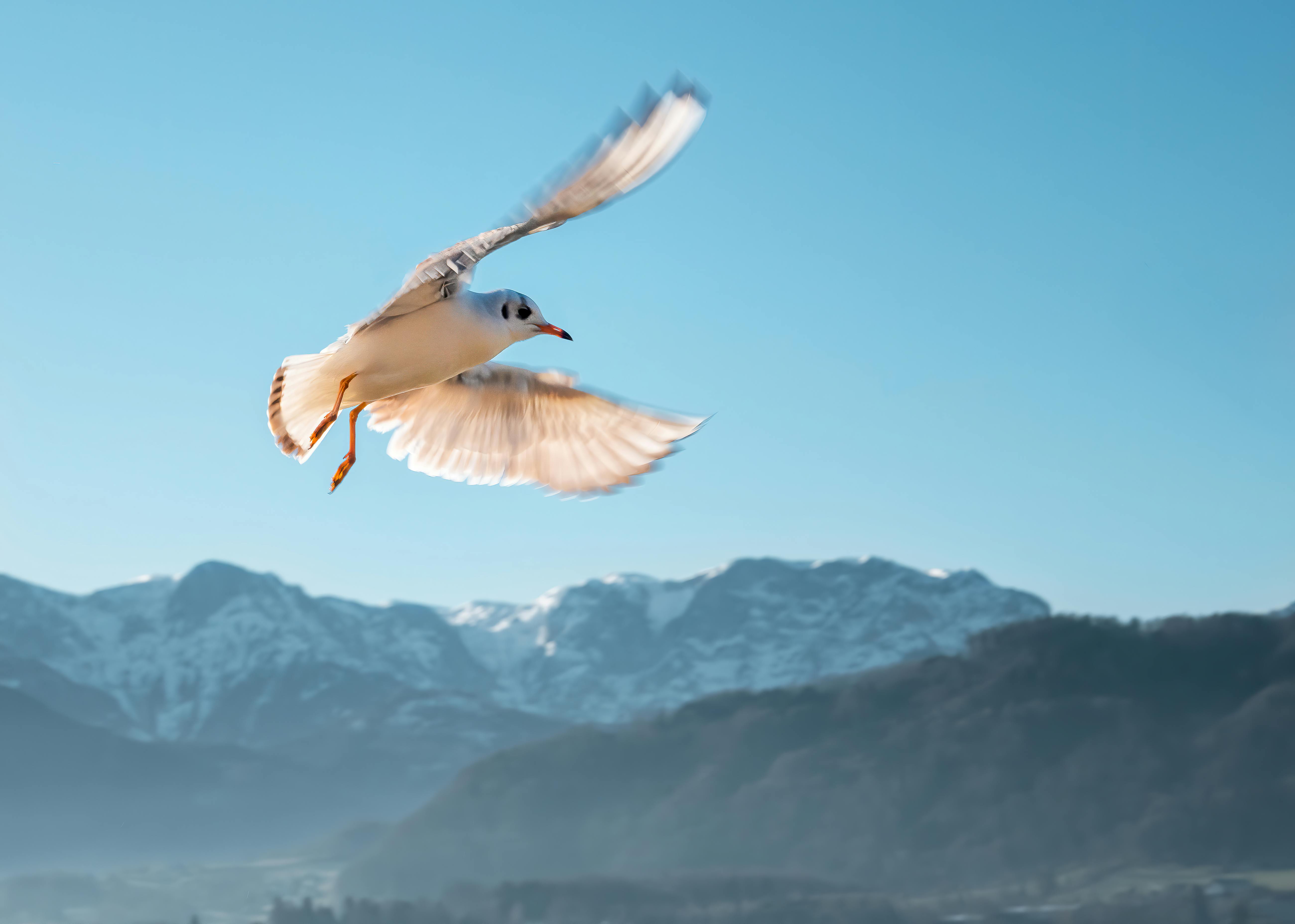 White Bird Flying Under the Blue and White Sky during Daytime · Free ...
