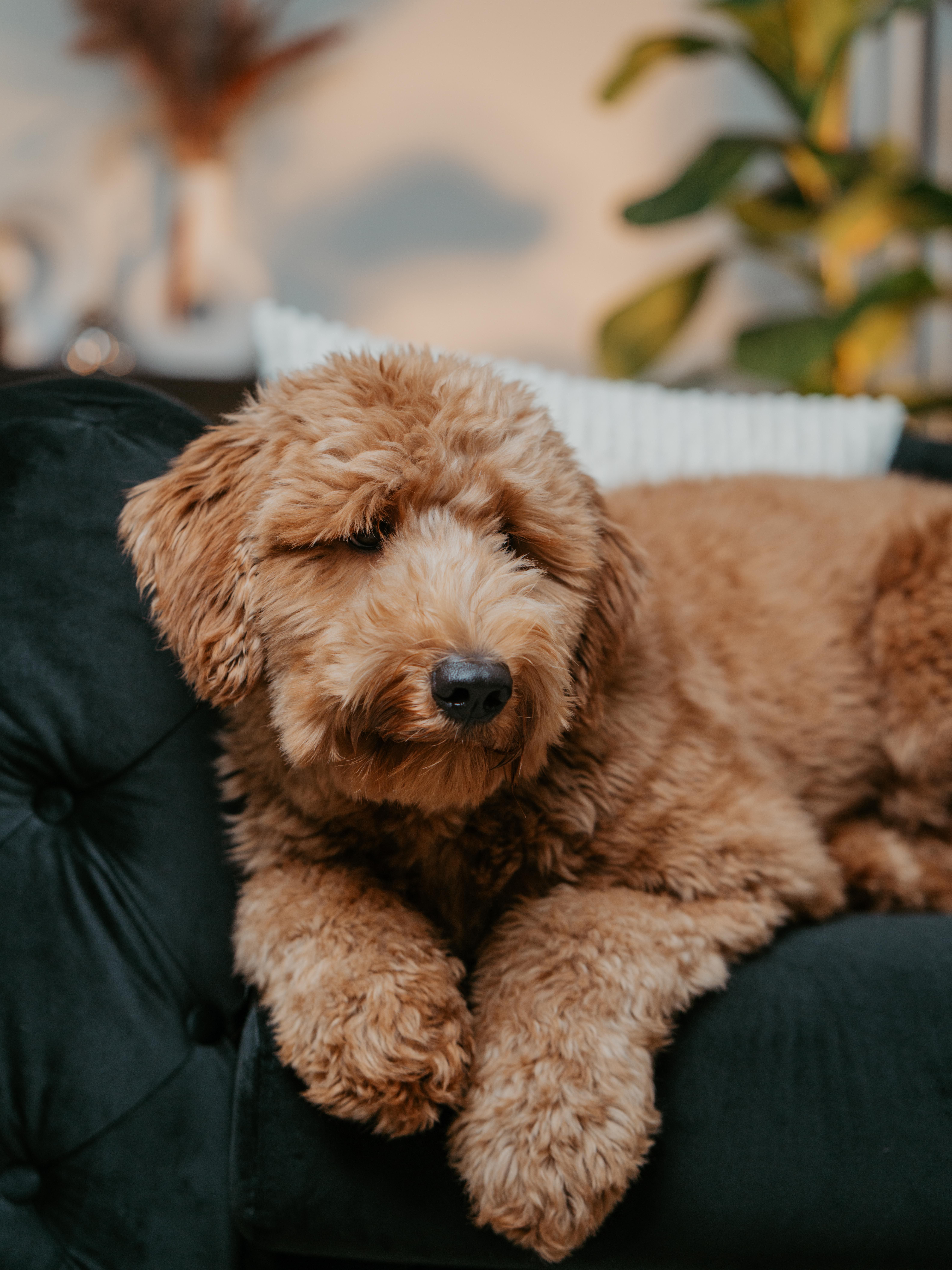 Cute Labradoodle Relaxing on a Sofa Indoors · Free Stock Photo