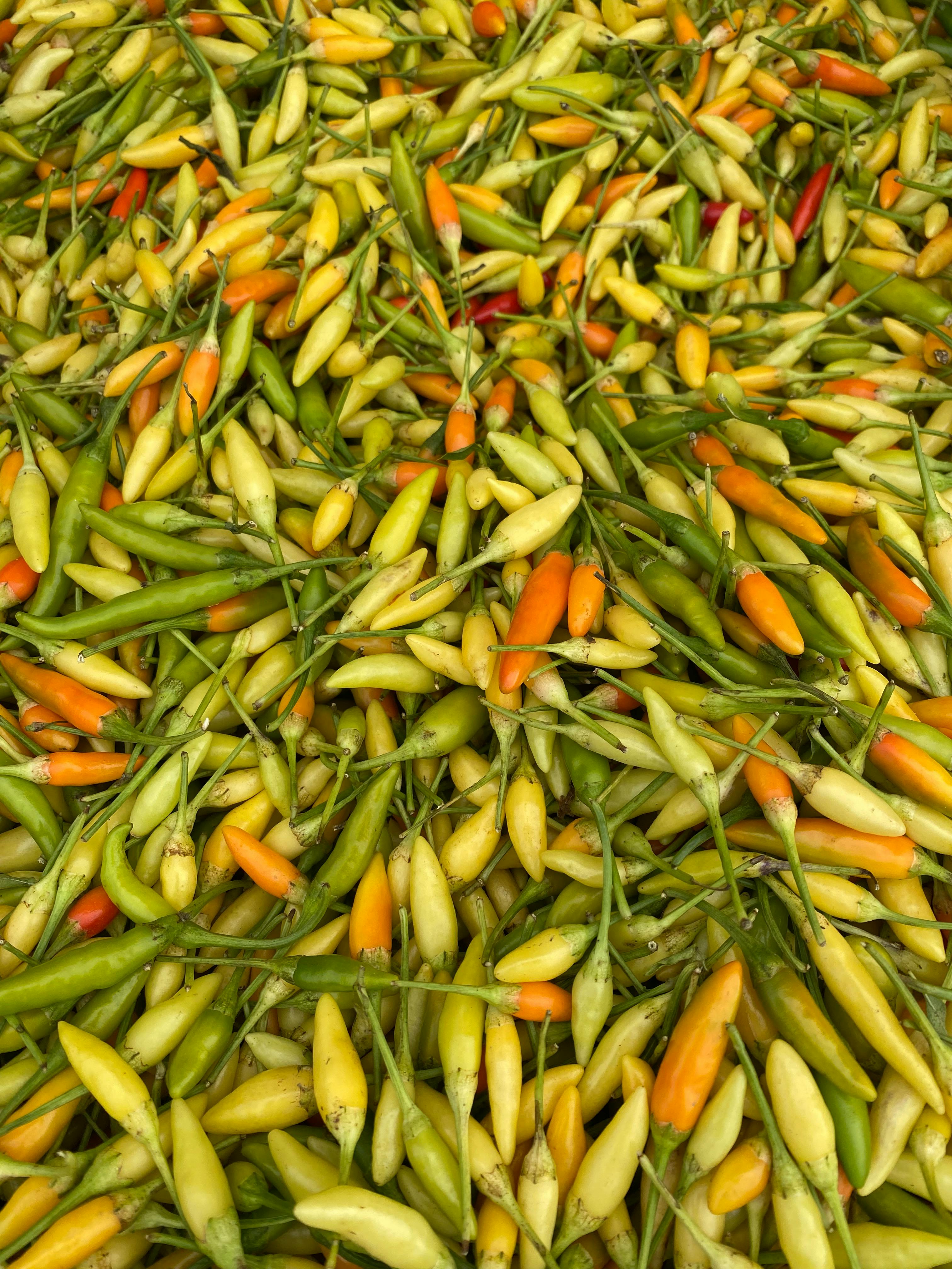 Emma+Spices+Leak Photos, Download The BEST Free Emma+Spices+Leak Stock ...