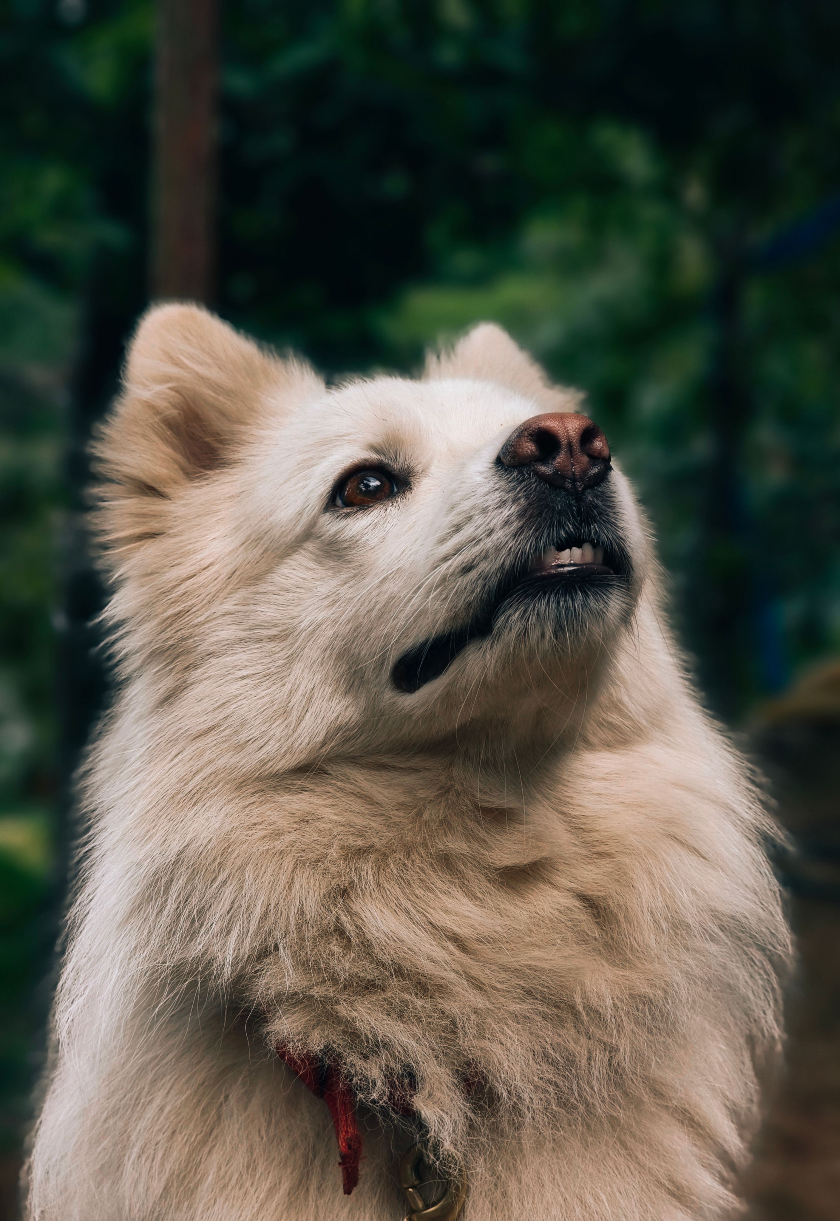 Charming Fluffy Dog in Outdoor Setting · Free Stock Photo