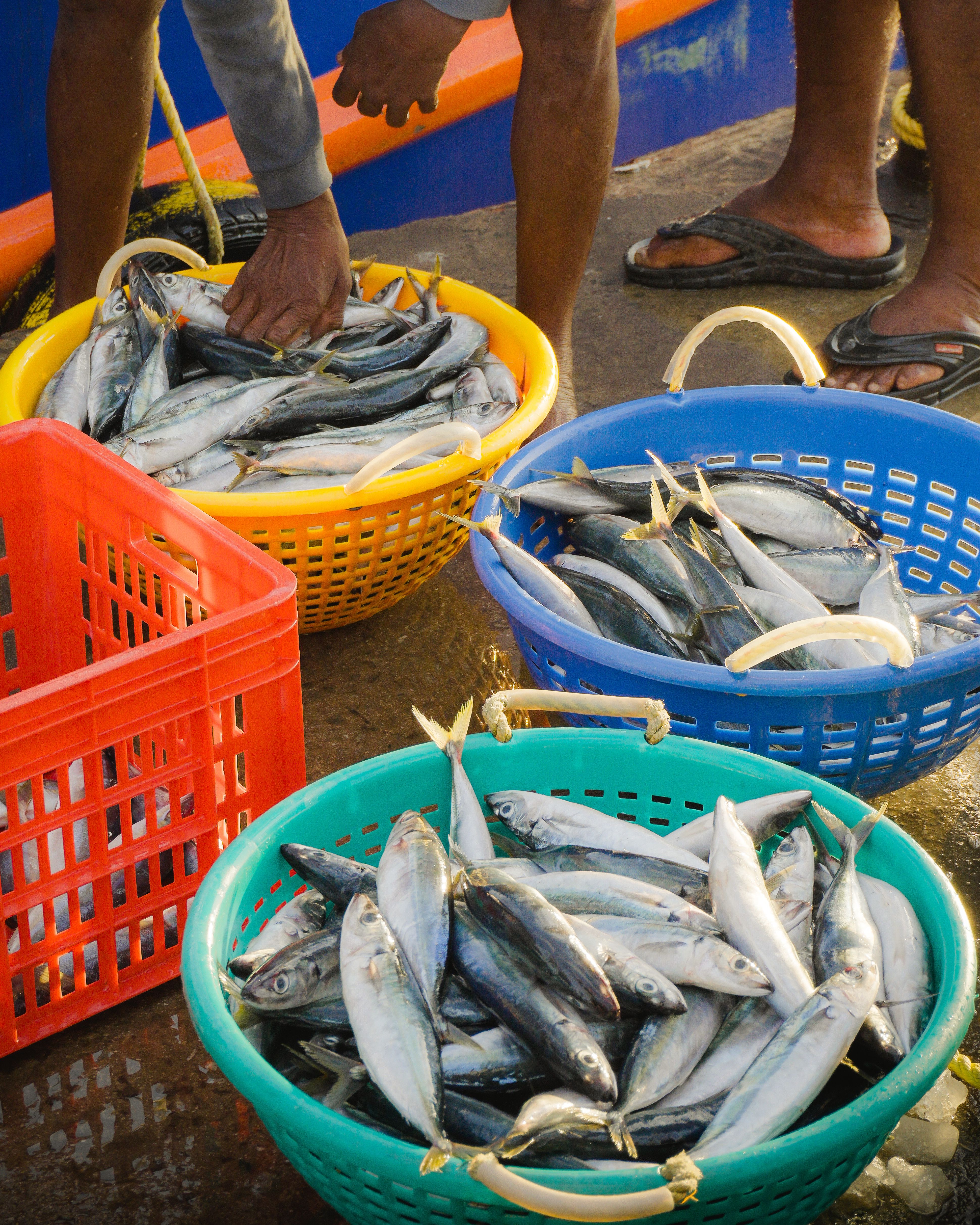 Fresh Fish Harvest in Colorful Baskets · Free Stock Photo
