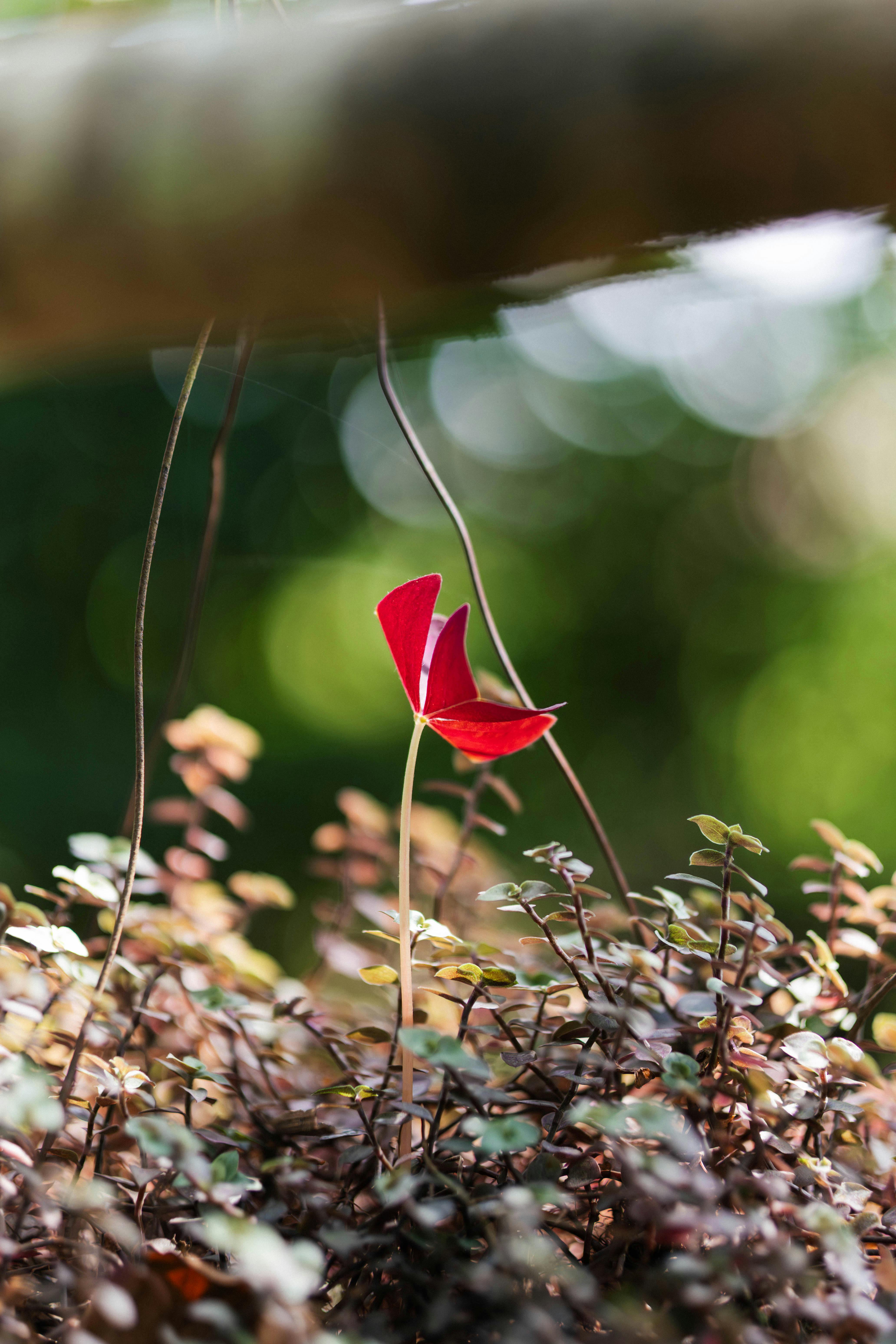 Foto stok gratis tentang alam, alami, bagus, baru, berbayang, berfokus ...