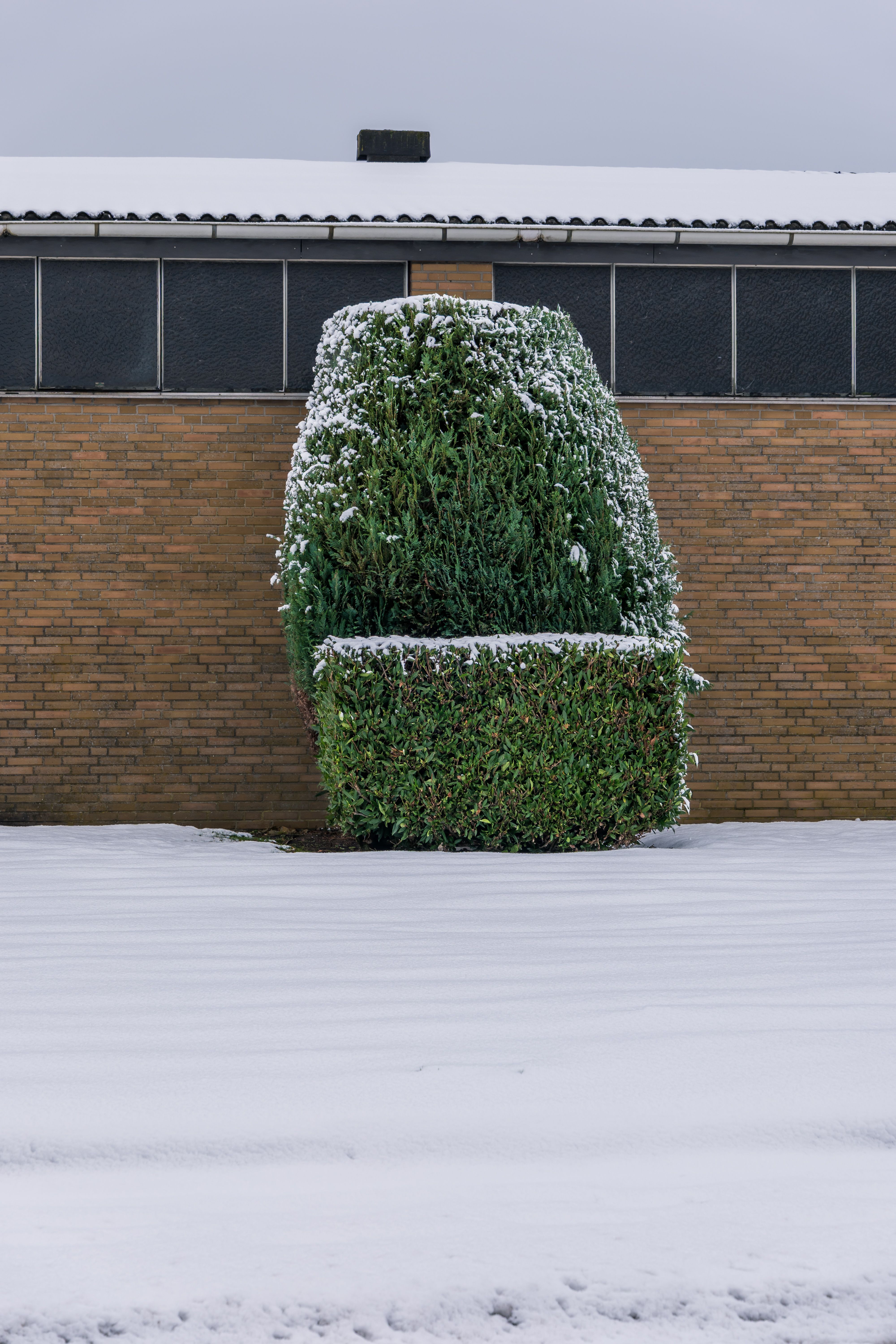 Snow-Covered Hedge Against Brick Wall · Free Stock Photo