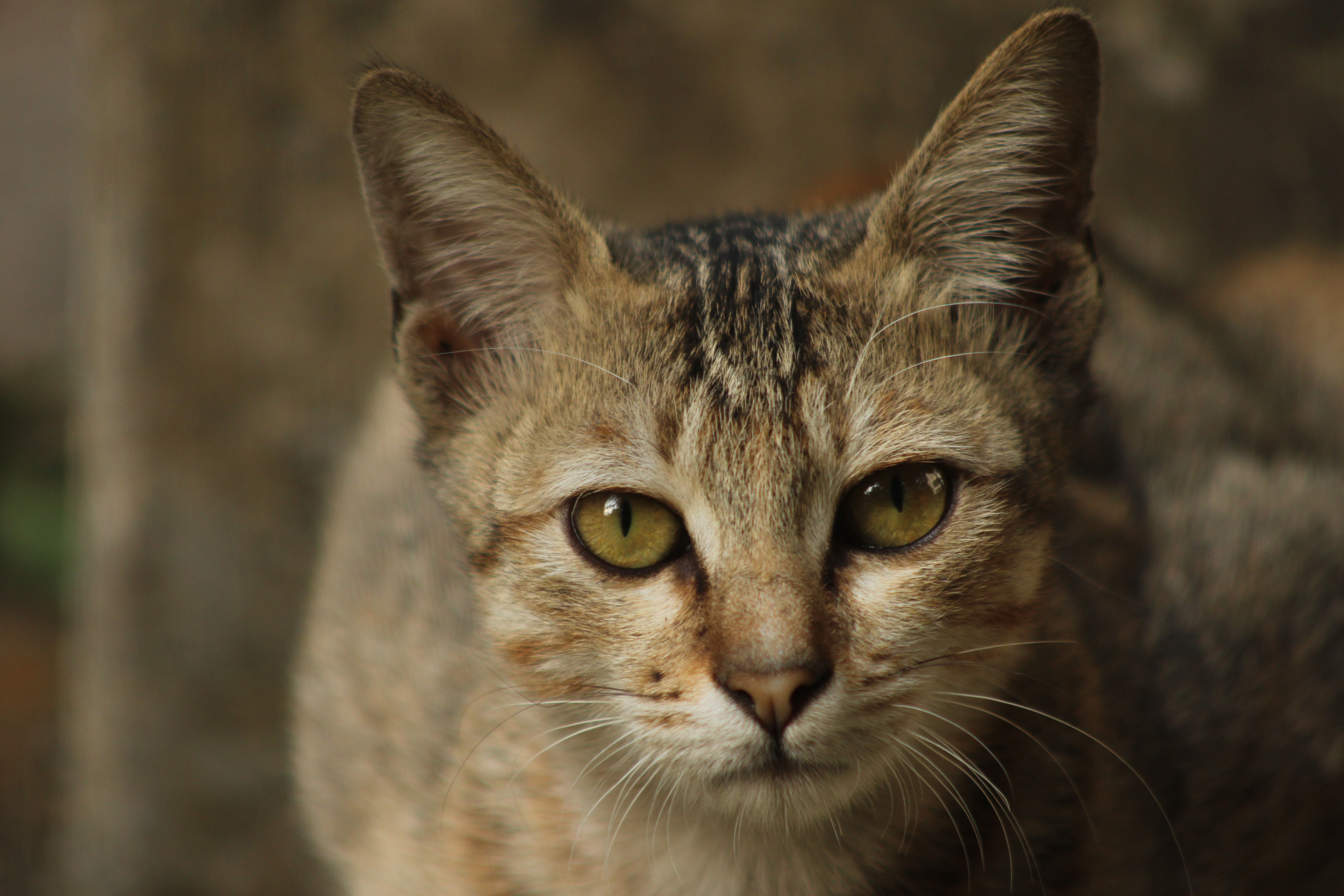 Close-up of a Tabby Cat Staring Intently · Free Stock Photo