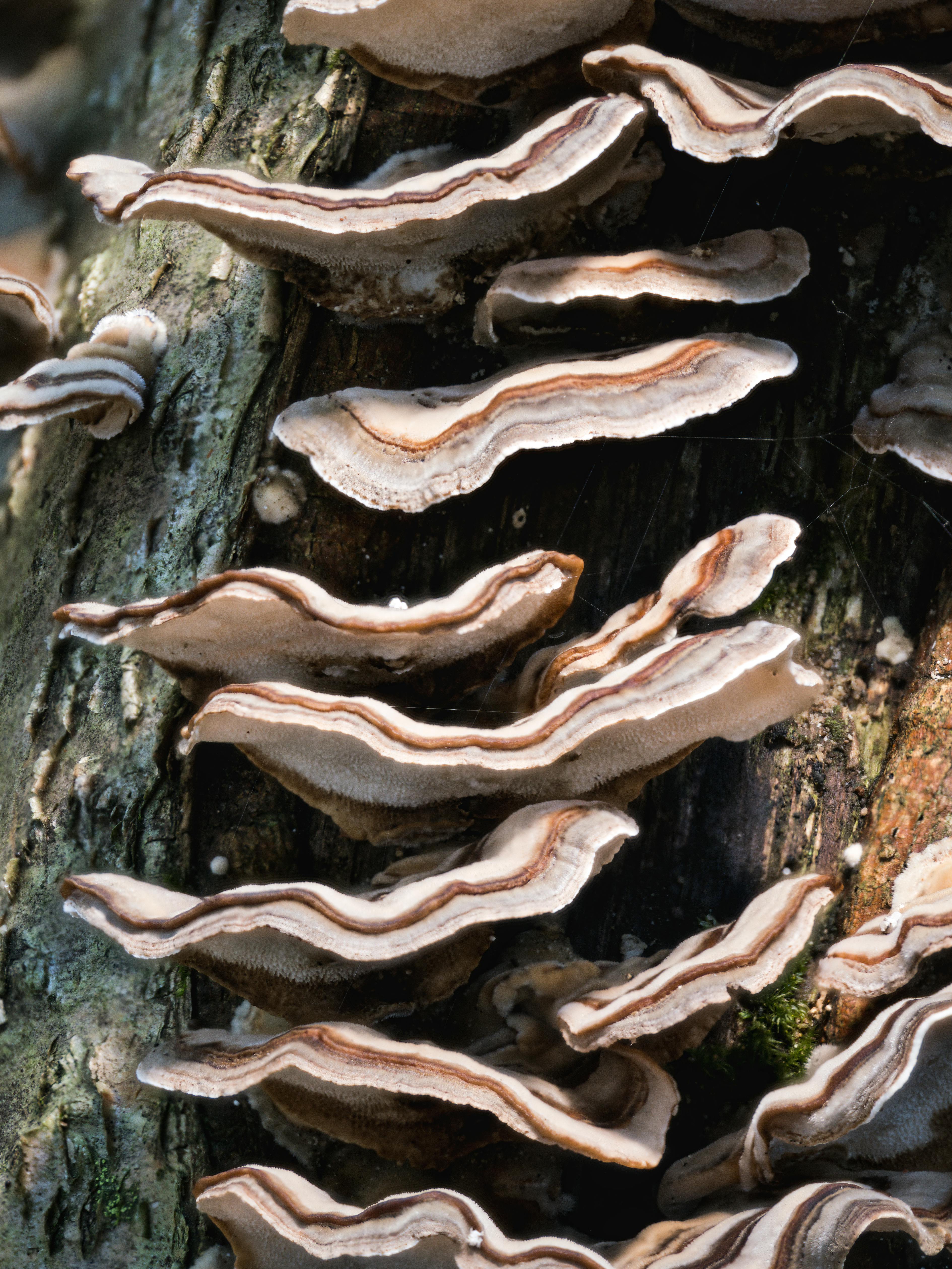 Russian+Nue+Tan Photos, Download The BEST Free Russian+Nue+Tan Stock ...