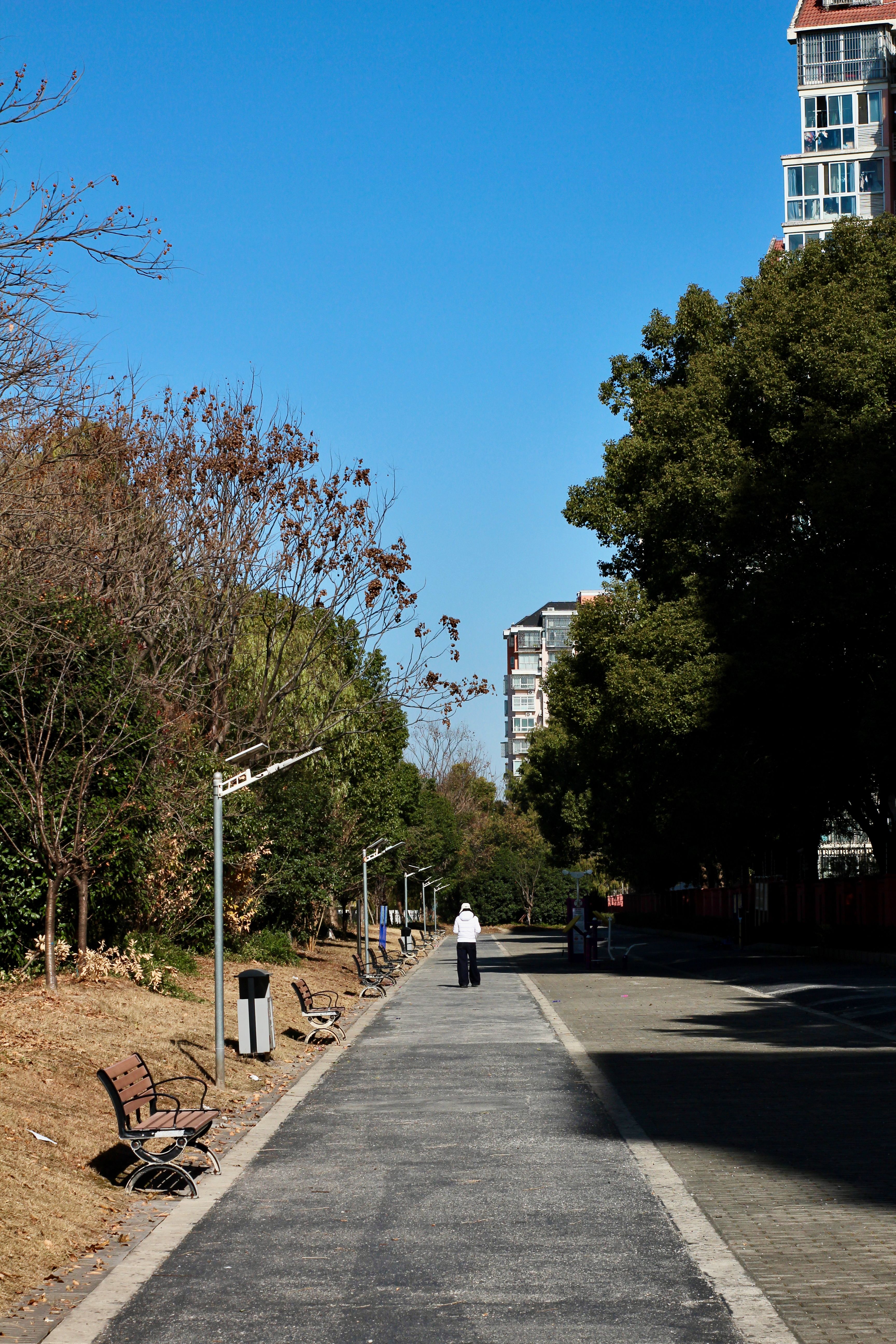 Urban Park Pathway on a Clear Day · Free Stock Photo