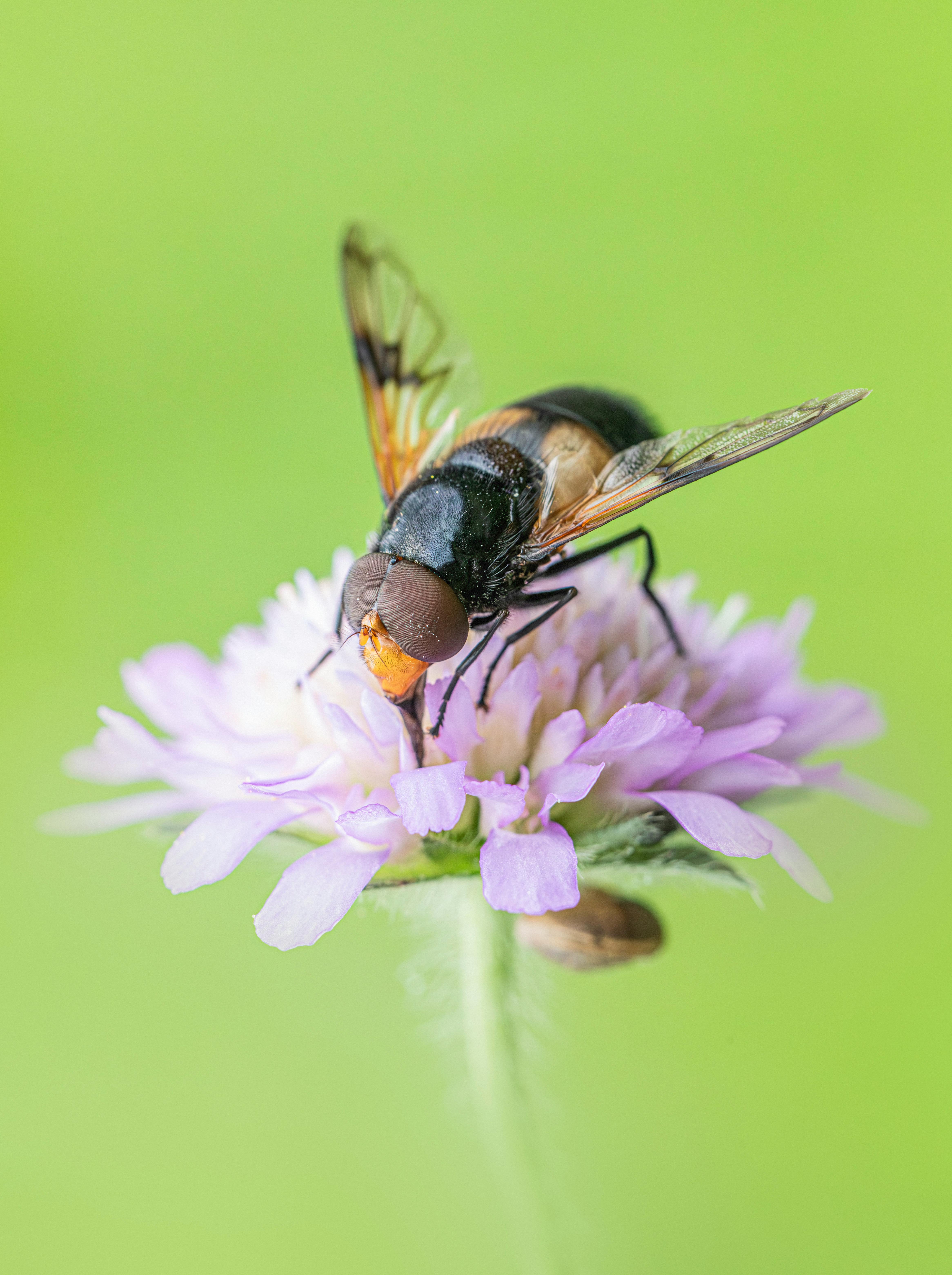 Close-Up of Volucella Pellucens on Purple Flower · Free Stock Photo
