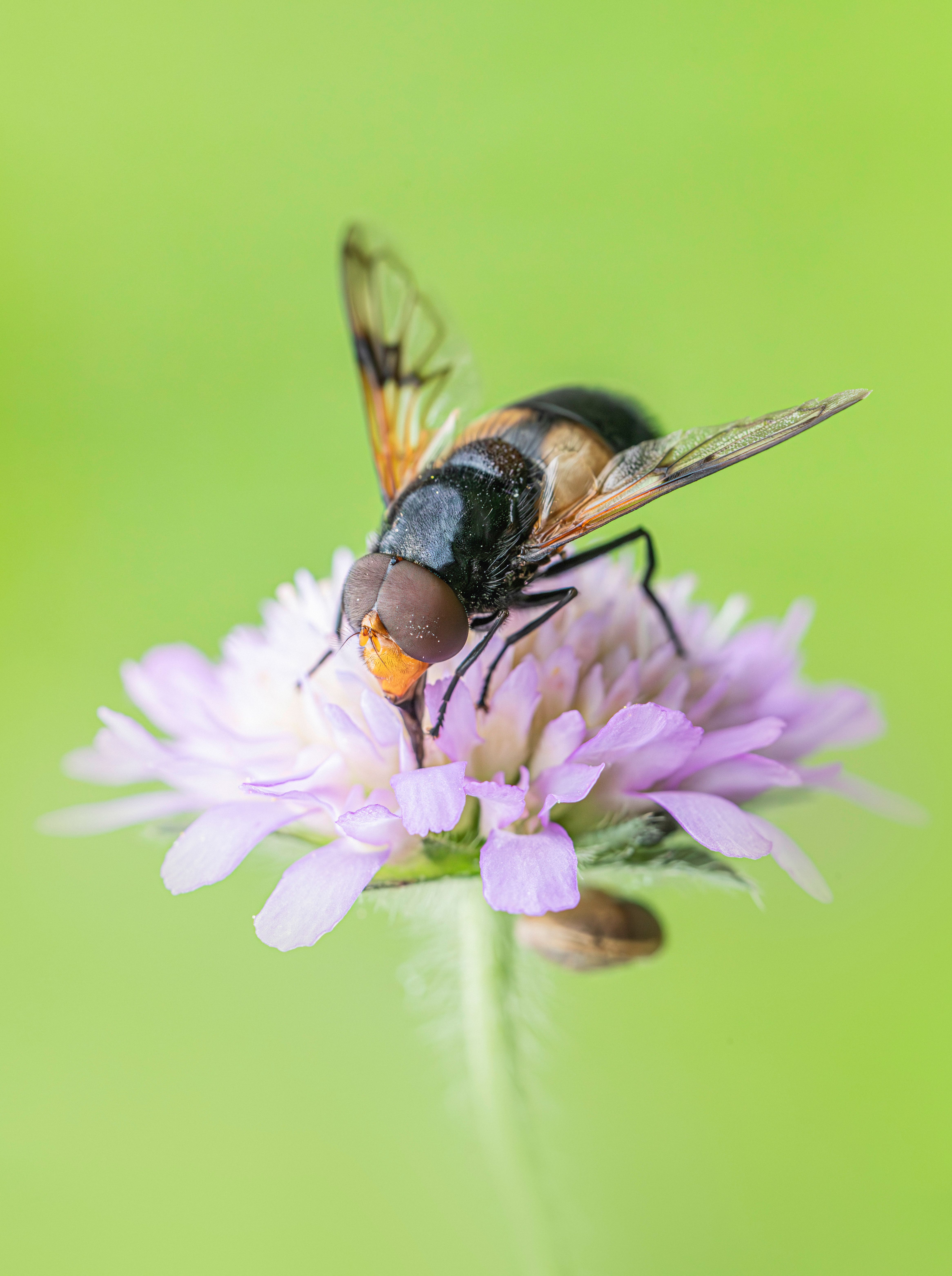 Close-Up of Volucella Pellucens on Purple Flower · Free Stock Photo