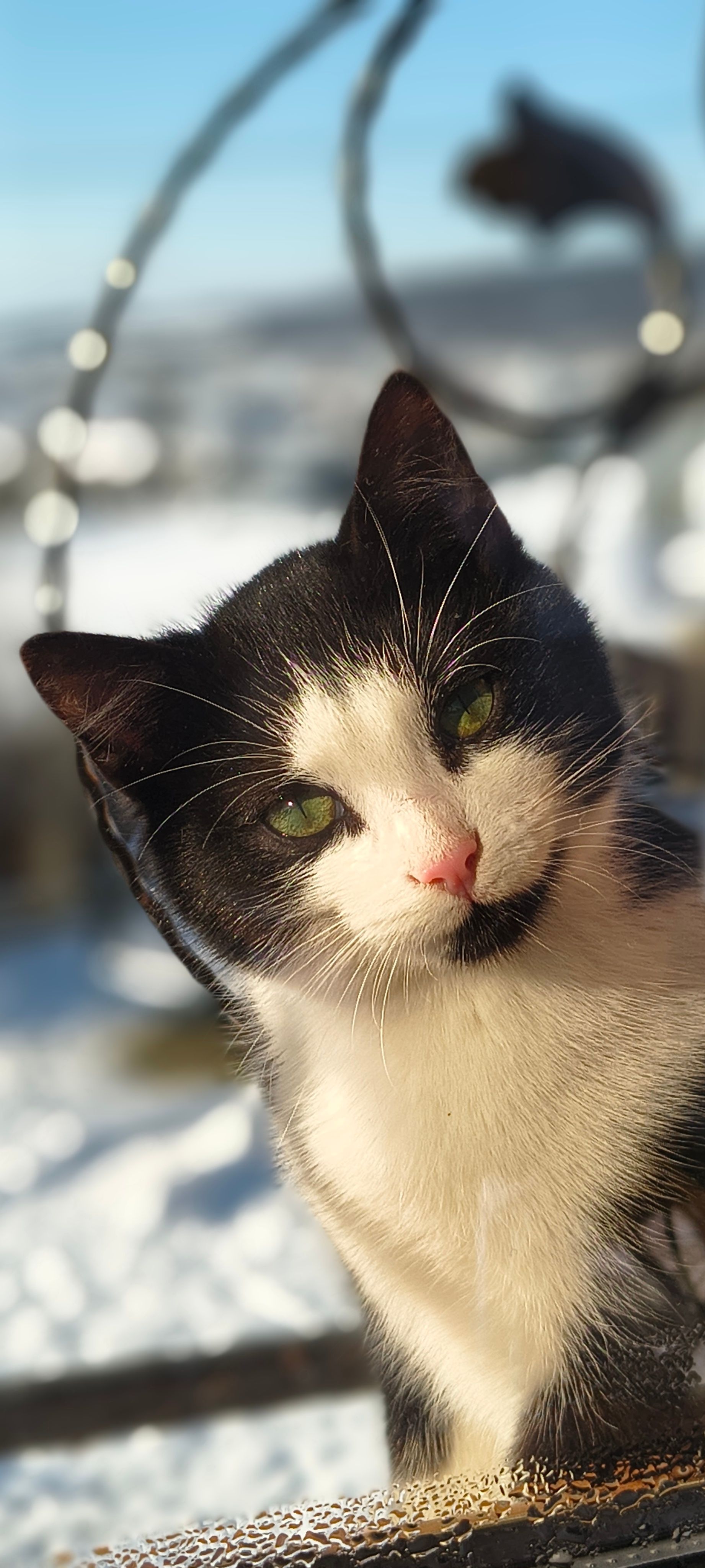 Encantador Gato Blanco Y Negro En Un Paisaje Nevado · Foto de stock ...