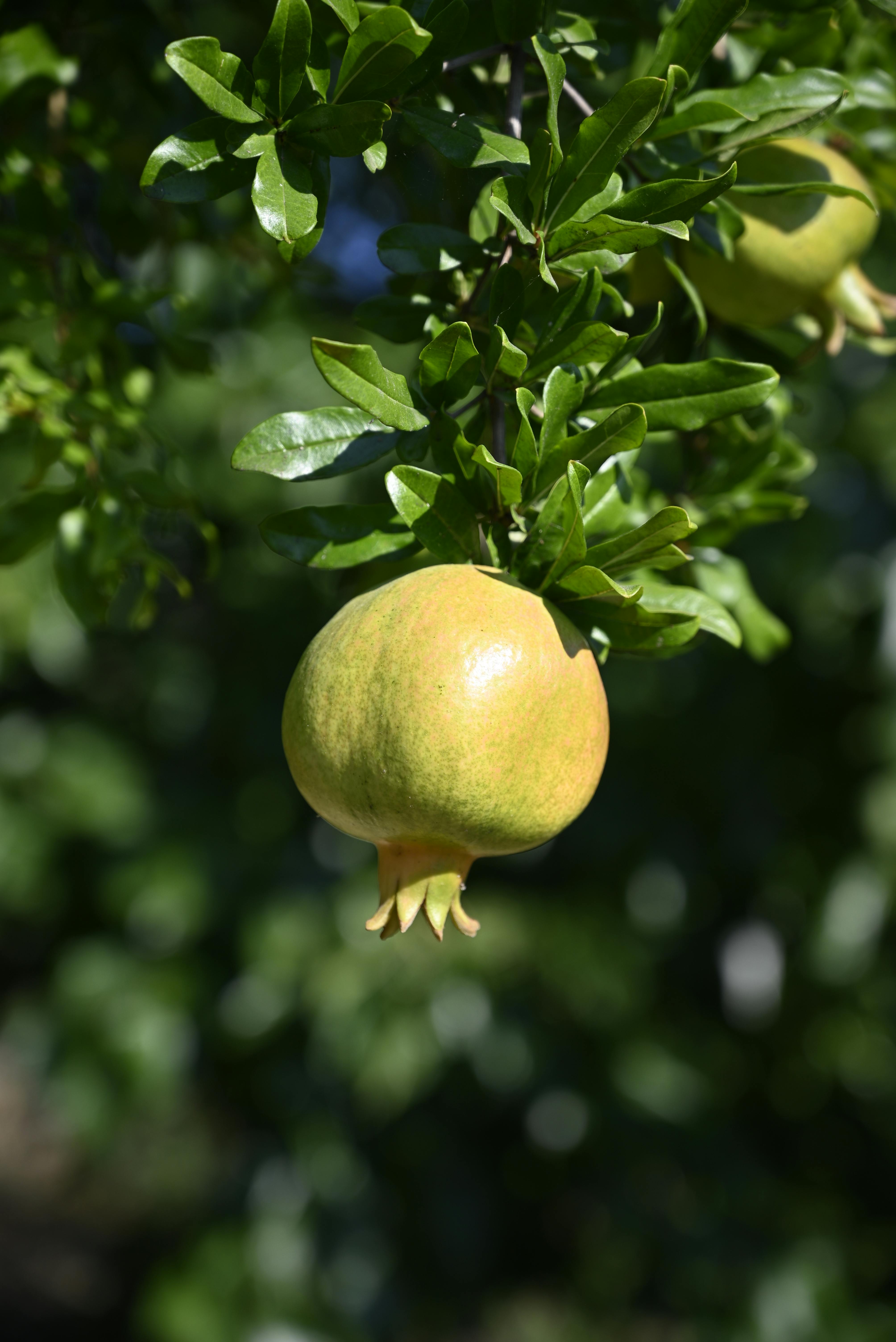 Vibrant Pomegranate Growing on Tree Branch · Free Stock Photo