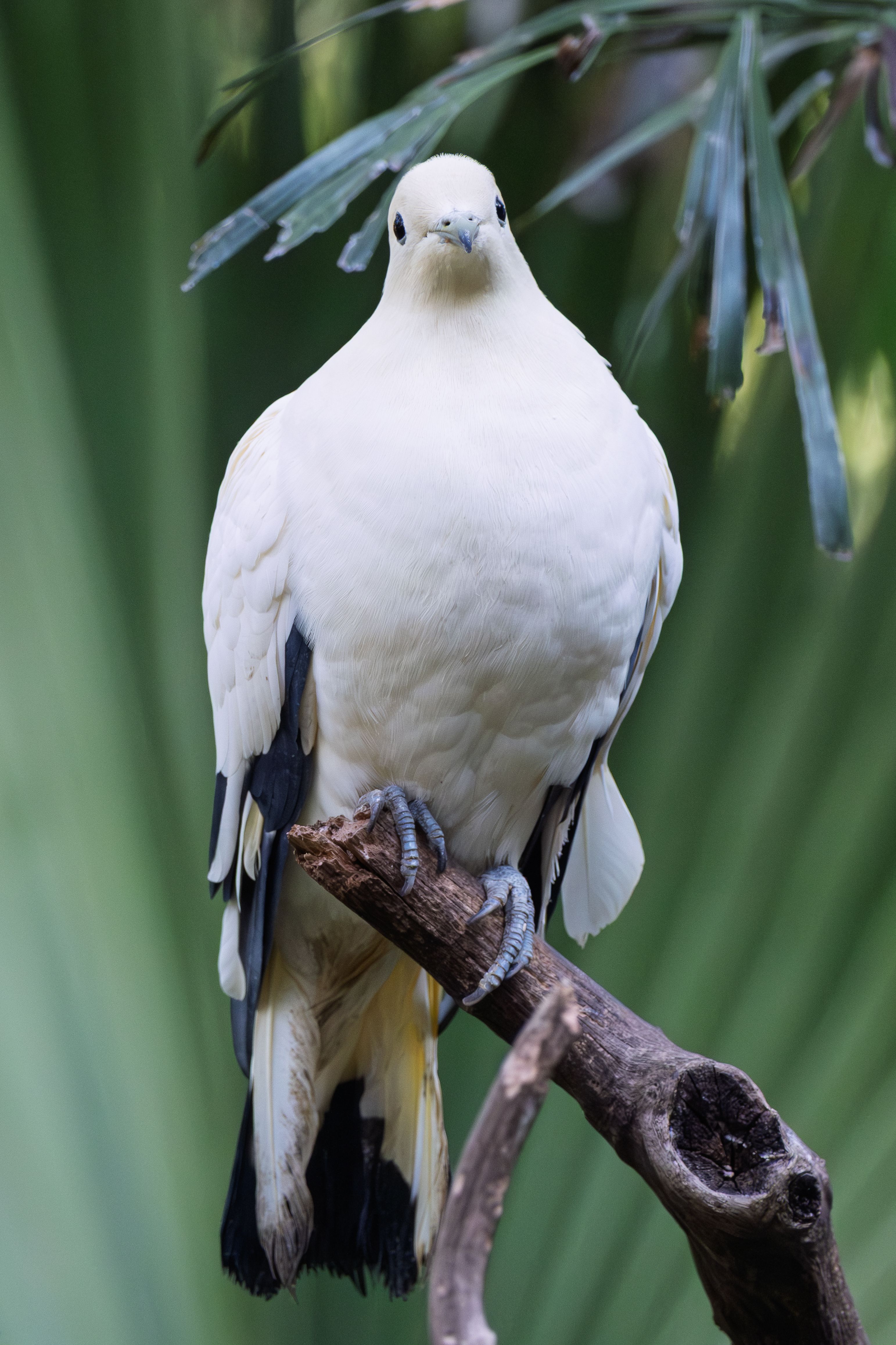 Elegant White Dove on Tree Branch · Free Stock Photo